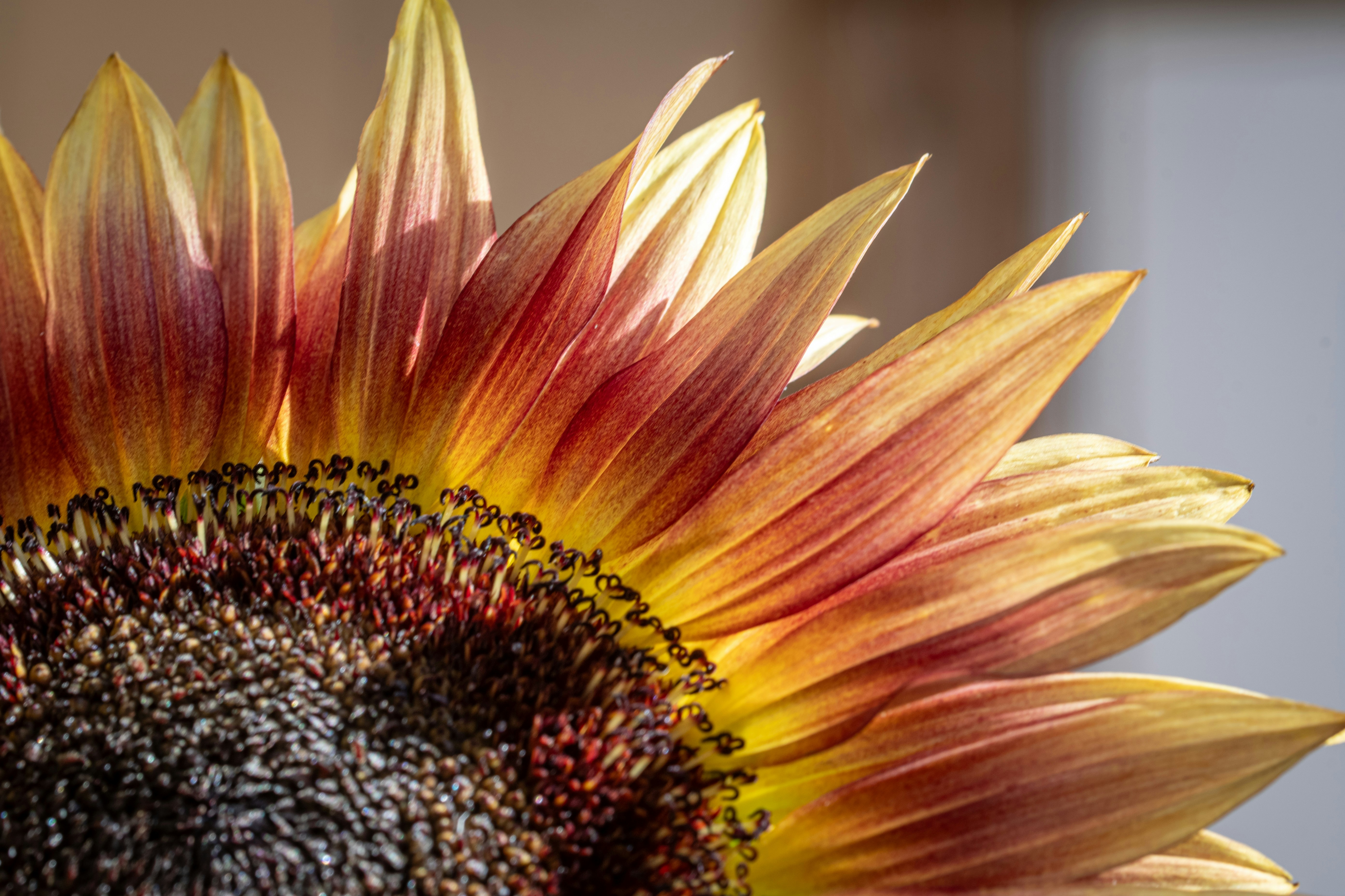 Sunflower Edge: Framing the Bold Petal Burst