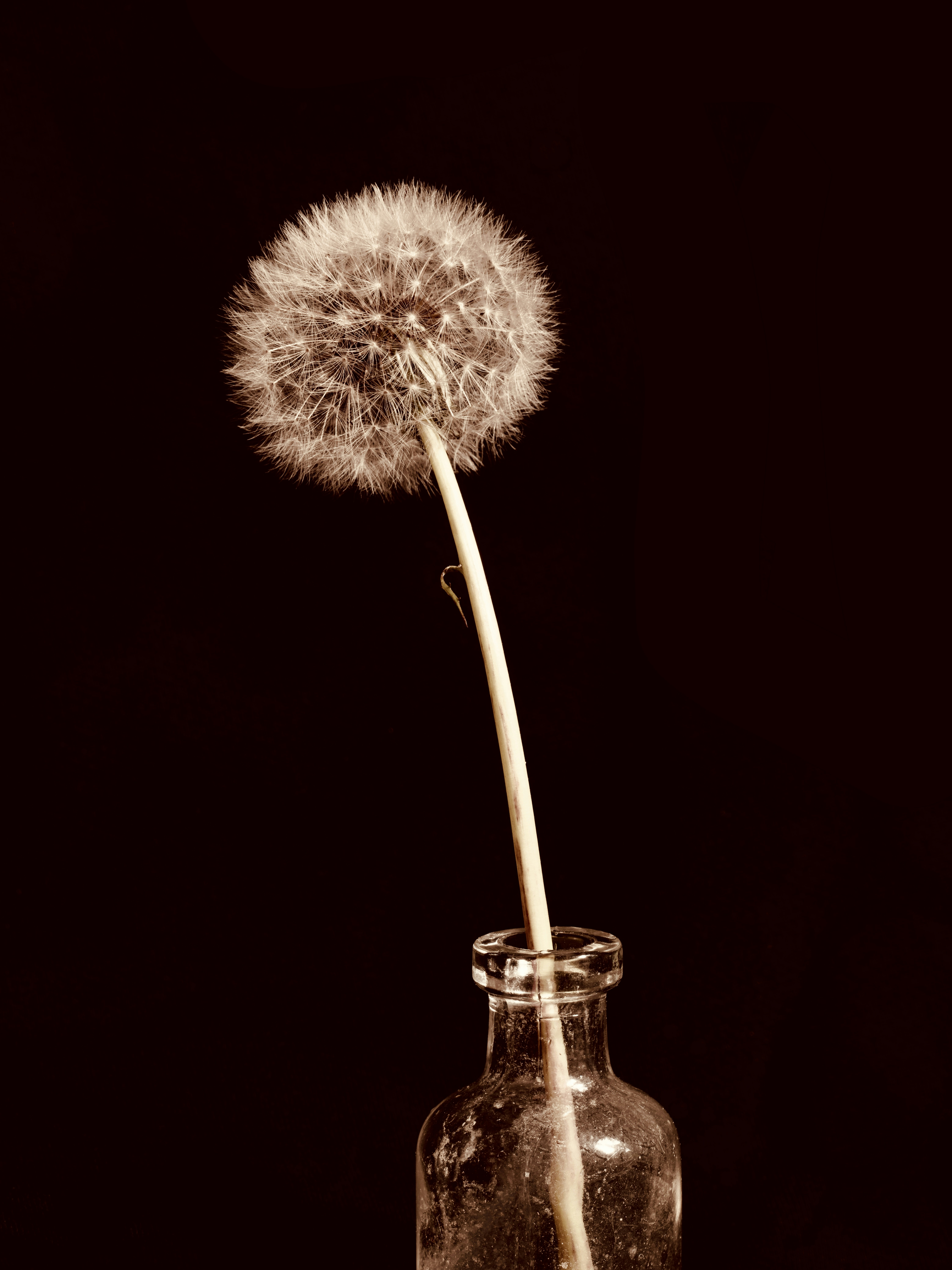 Dandelion Bloom in a Glass Vessel