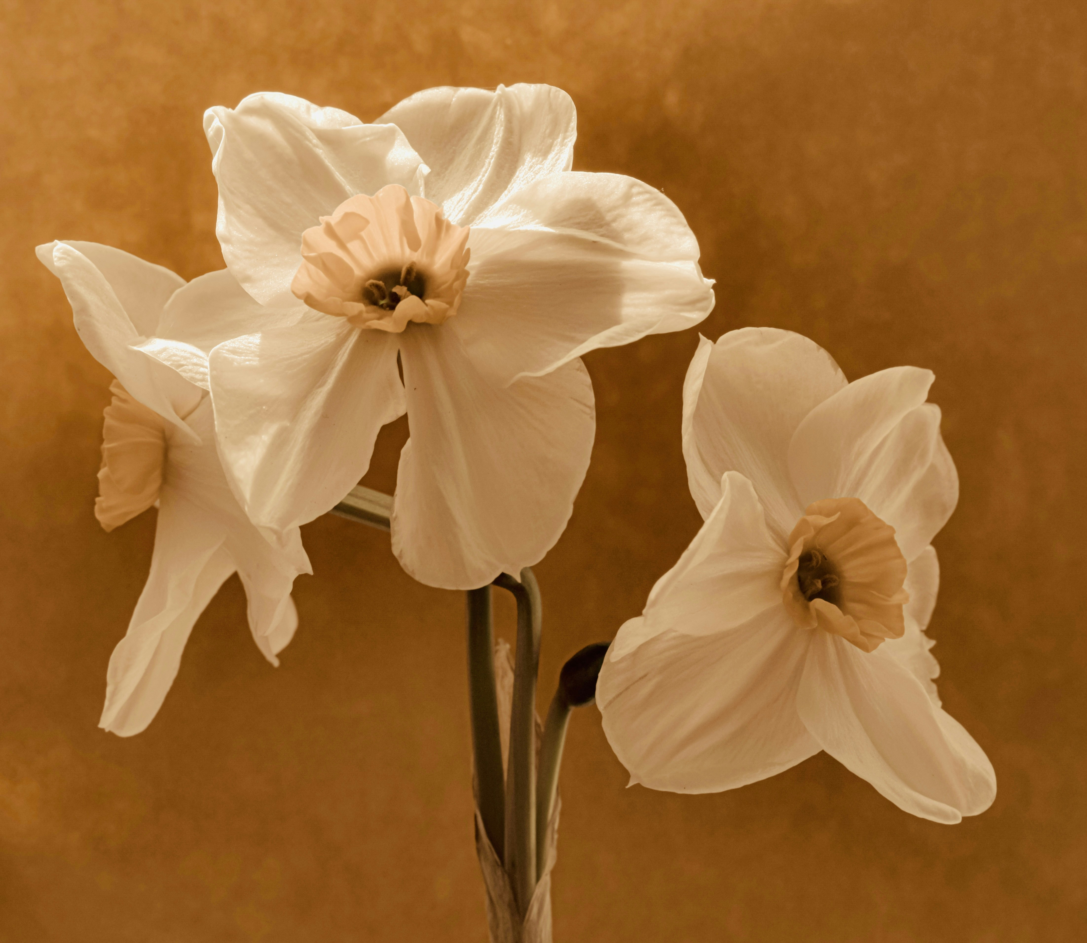 Whispering Narcissi Against Warm Amber Backdrop