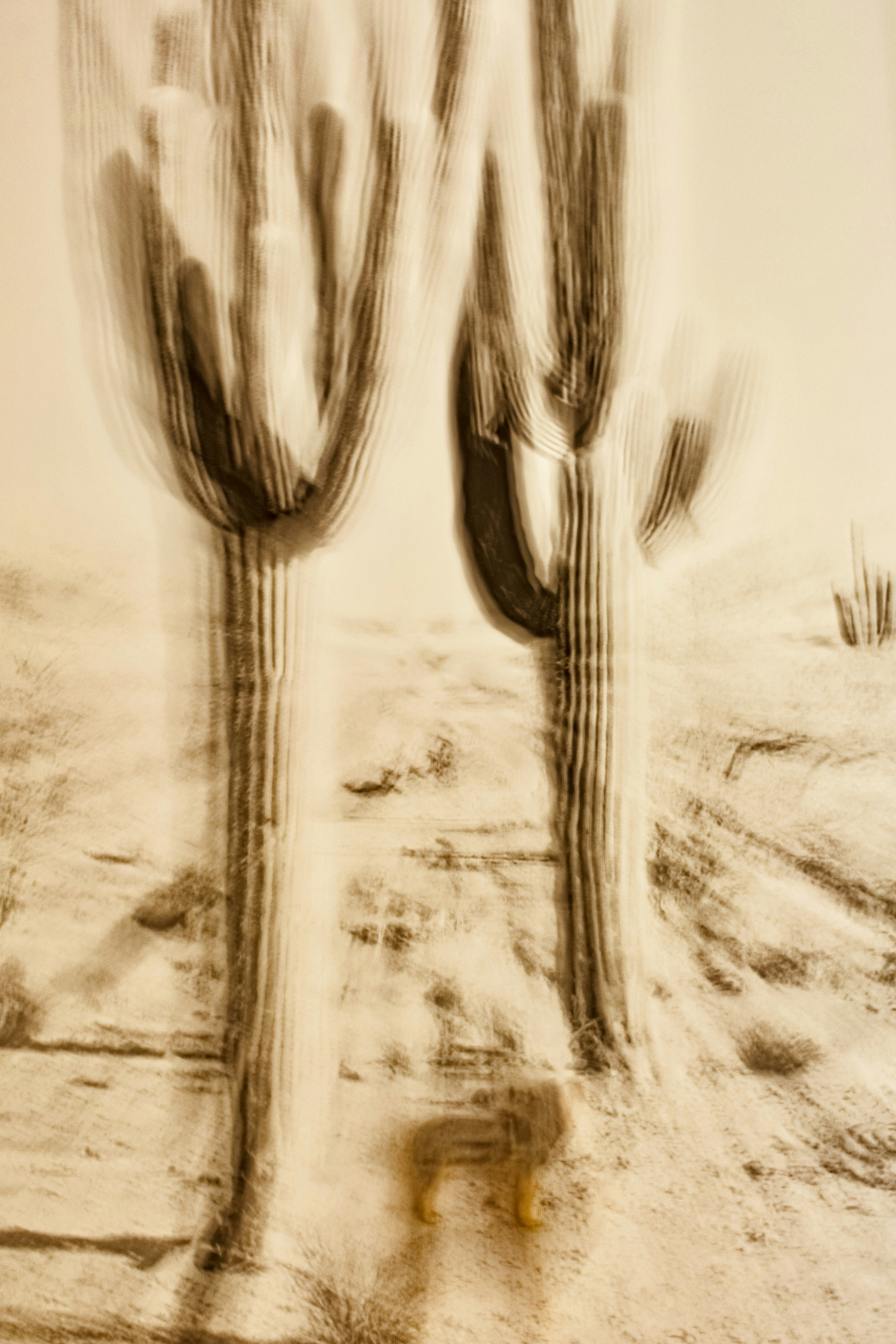 Desert Vines: A Desert Flora Portrait in Bleached Sepia