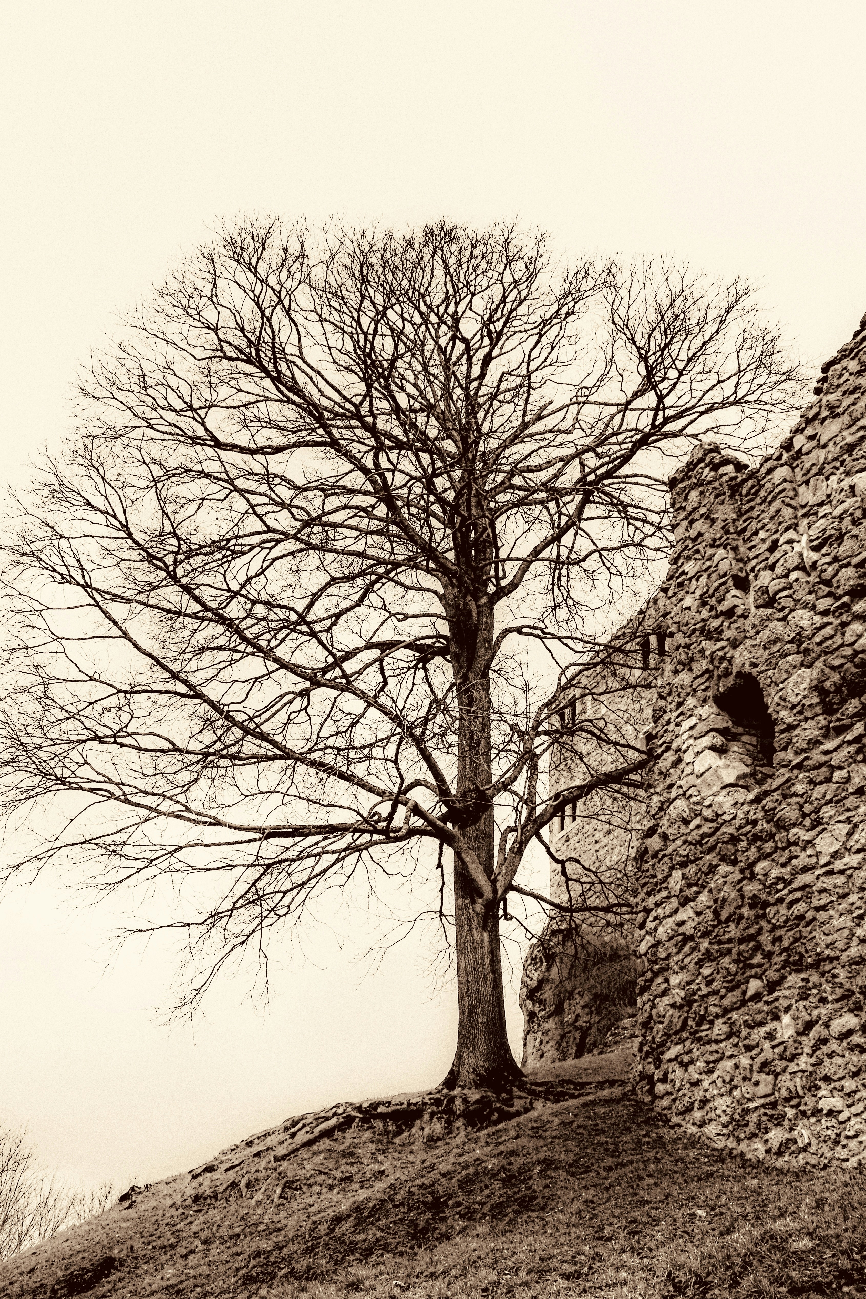 Lonely Tree and Toed Wall