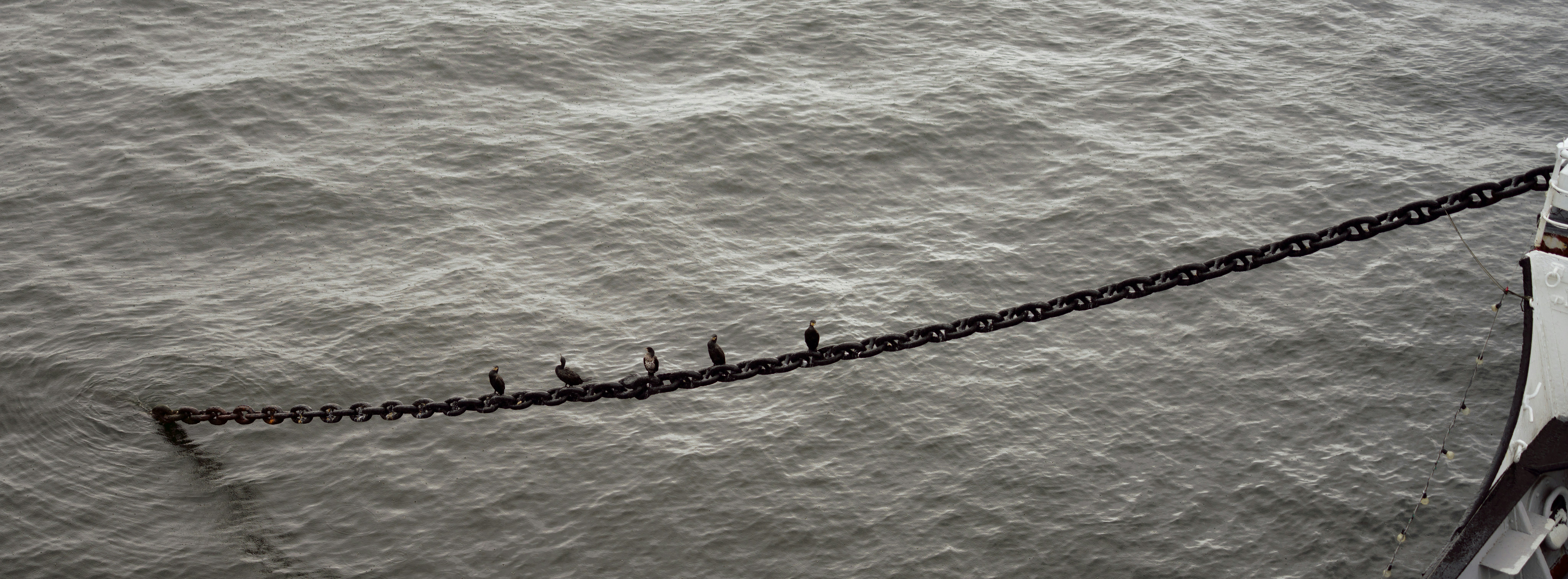 Chain of Birds on a Distant Mooring