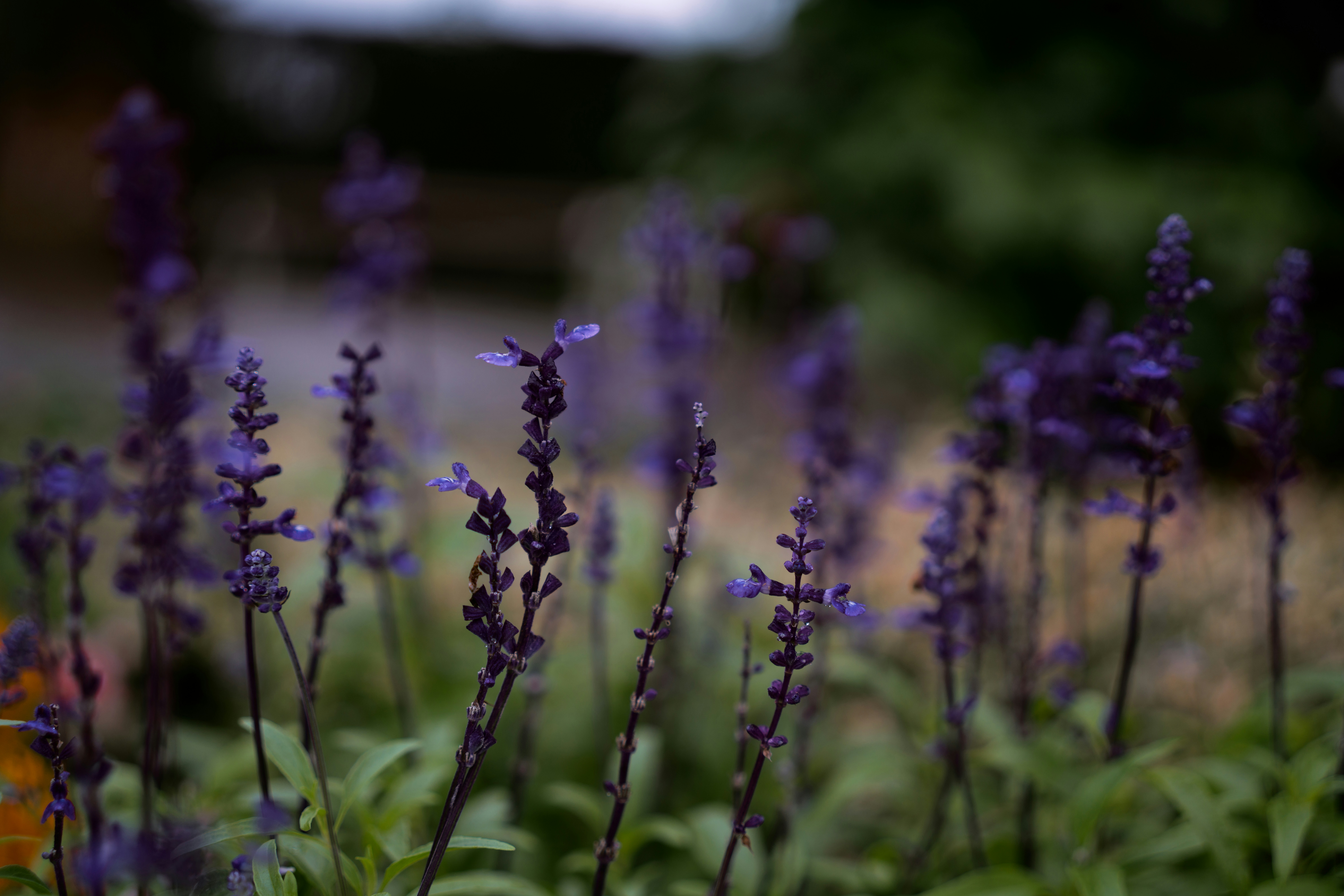 Close-up of purple salvia flowers in a garden, softly blurred background highlighting the stems and blossoms.