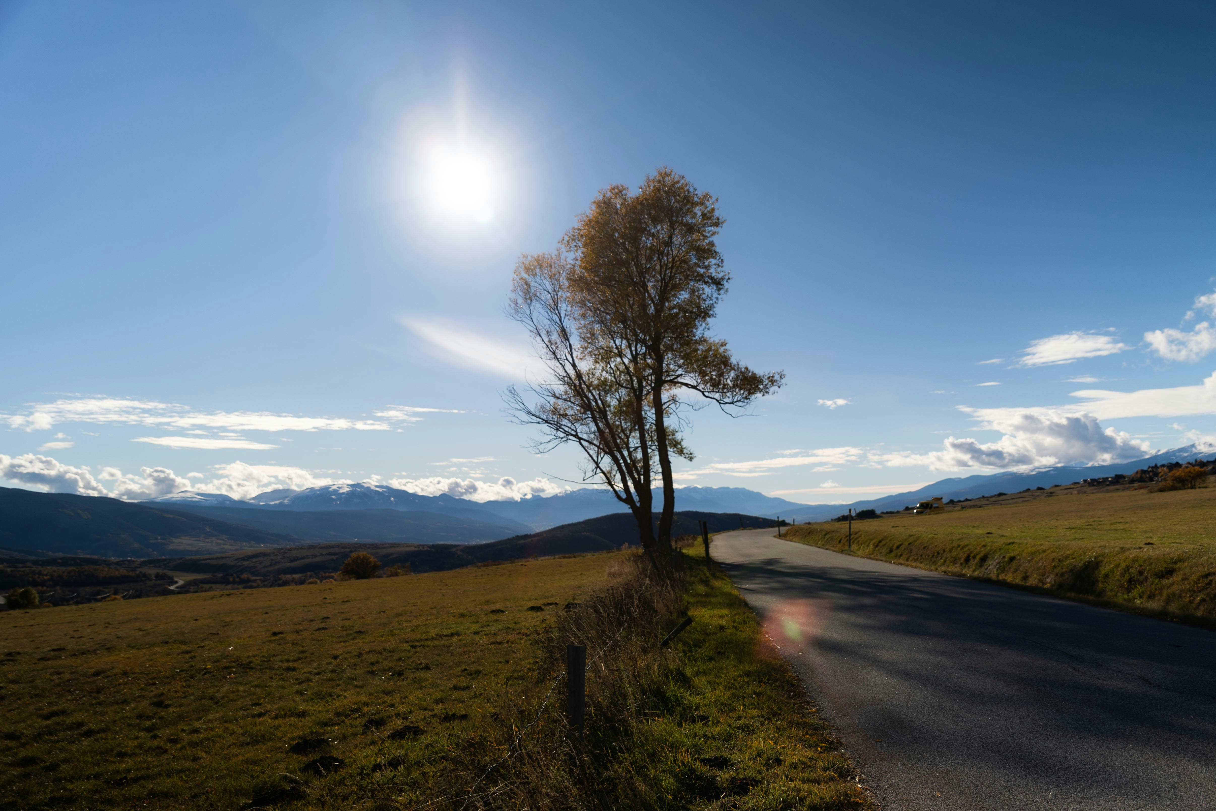 Isolated tree beside a winding road in a sunlit landscape with rolling hills and distant mountains.