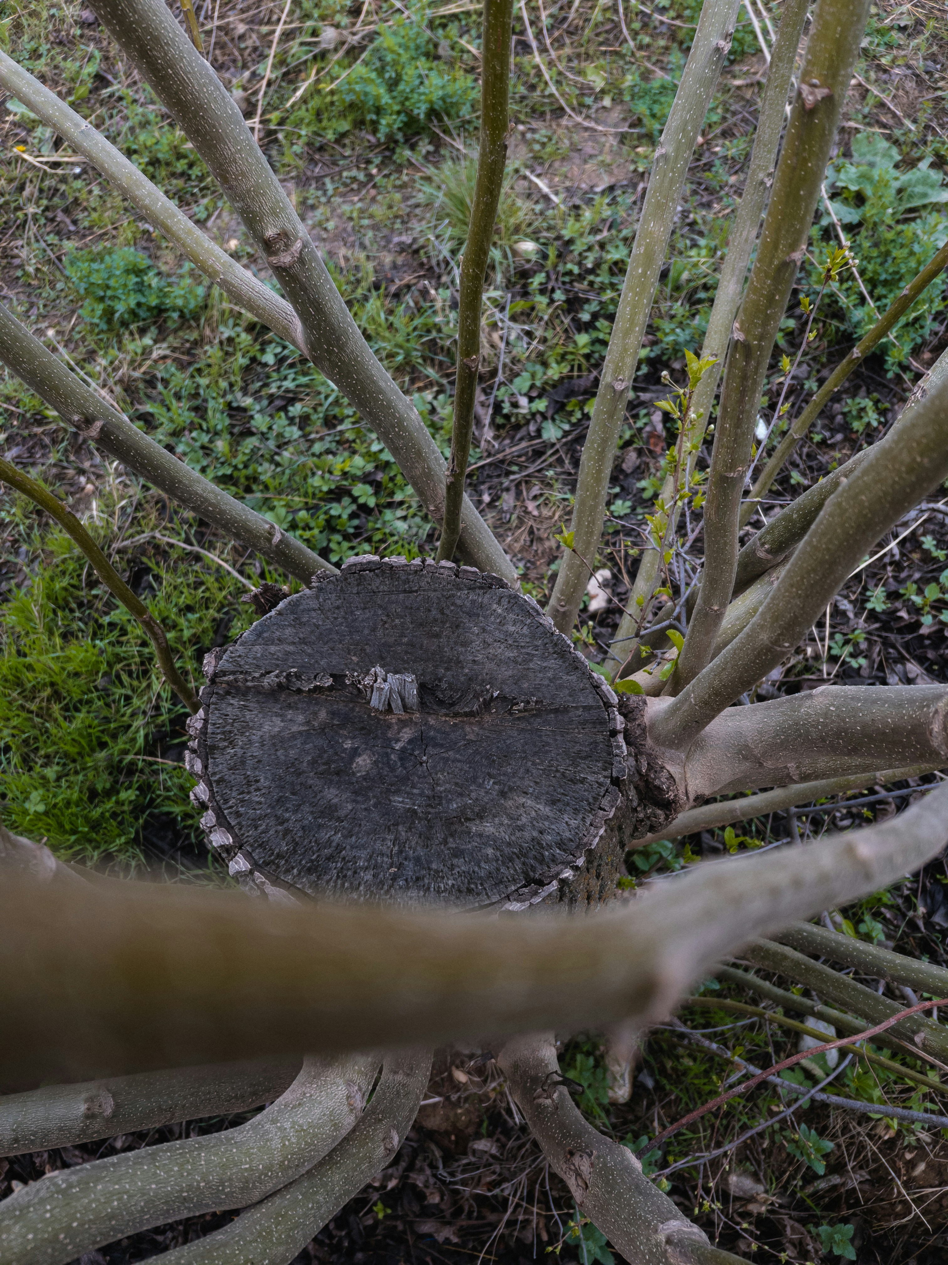 Pruned Crown: A Centered View Through Branches