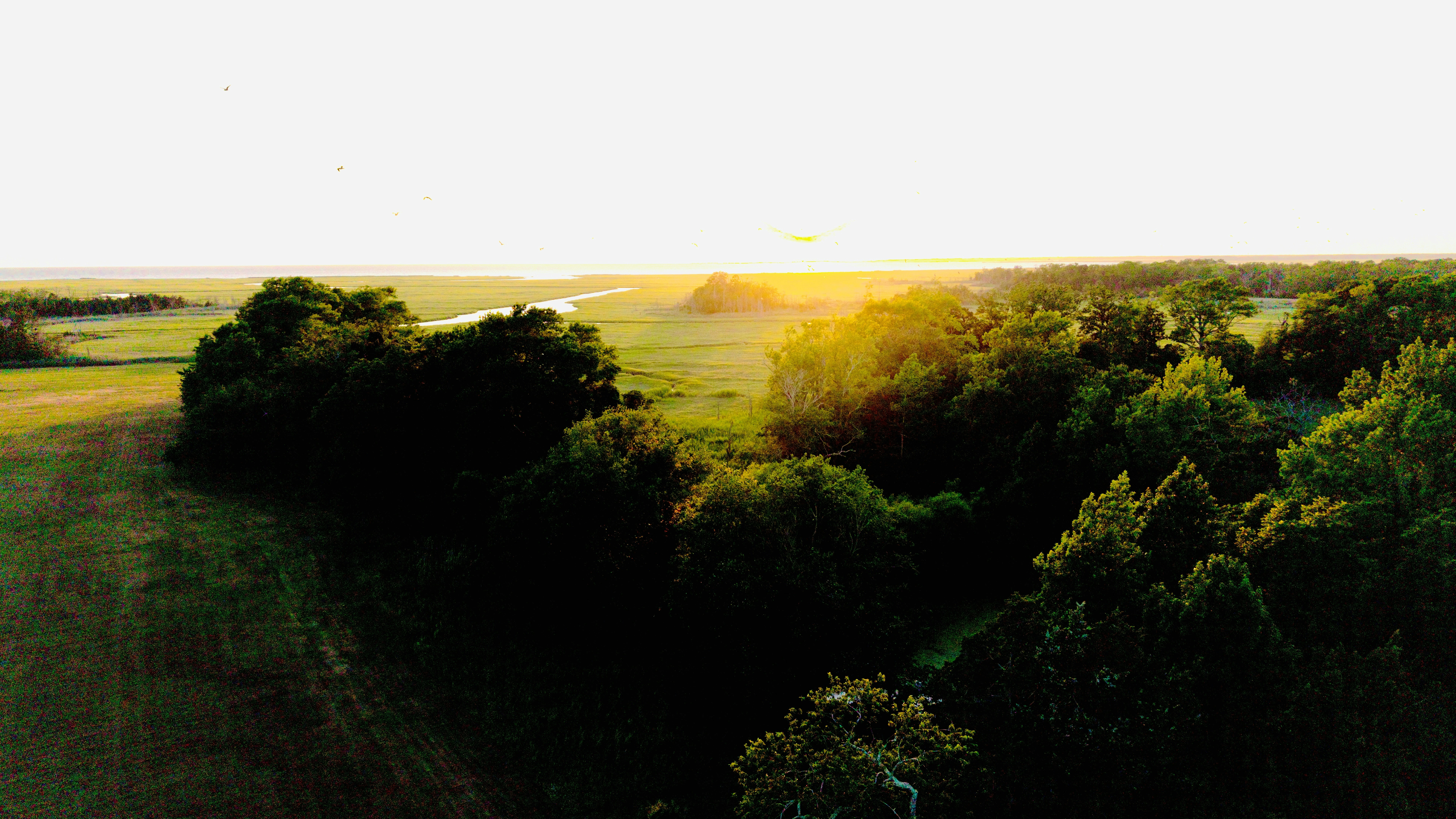 Golden Hour over Quiet Fields: A Tree-Line Horizon