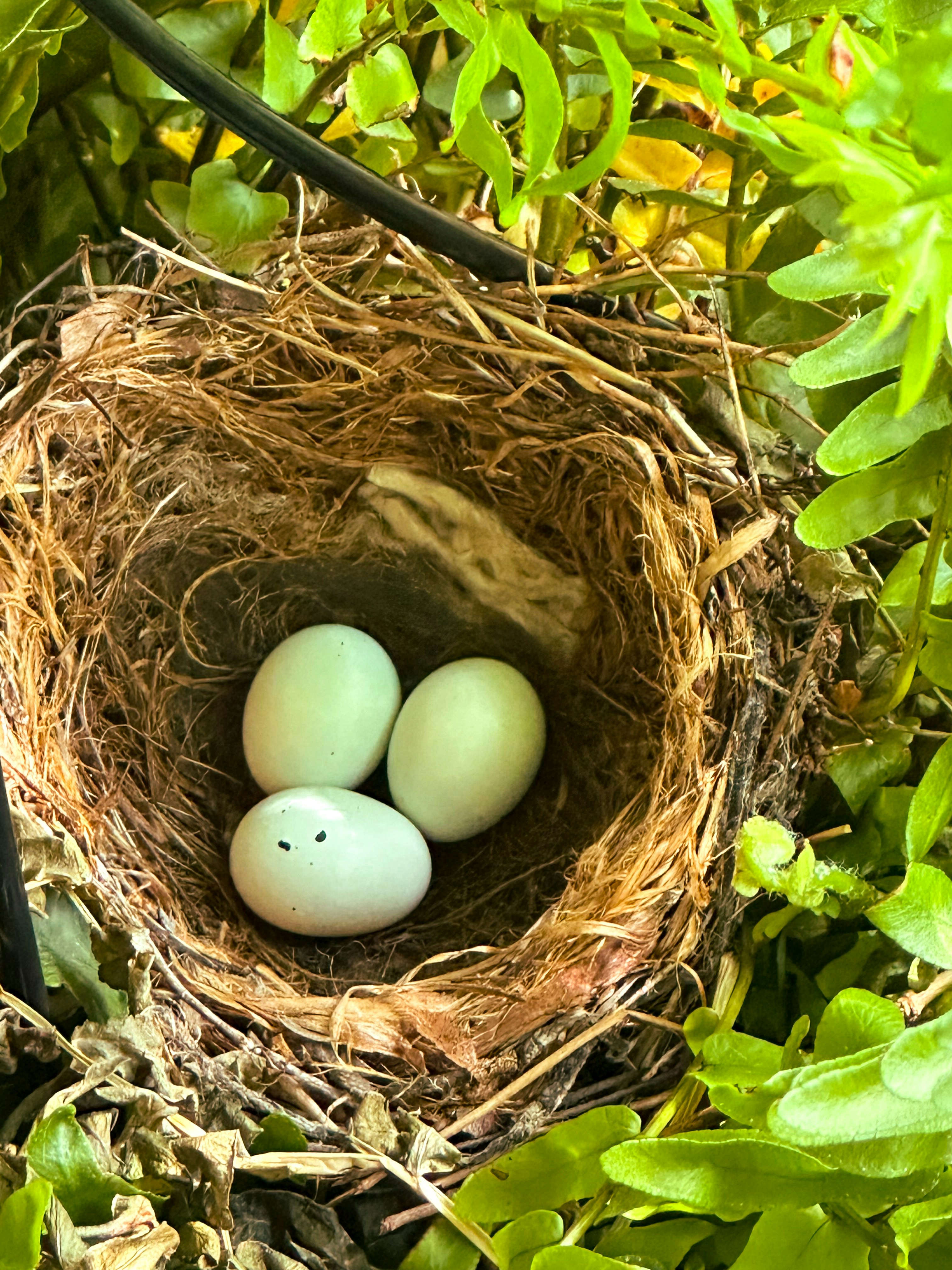 Three pale eggs sit nestled in a twig nest surrounded by vibrant green leaves. A close-up reveal of the clutch, sheltered among garden foliage.