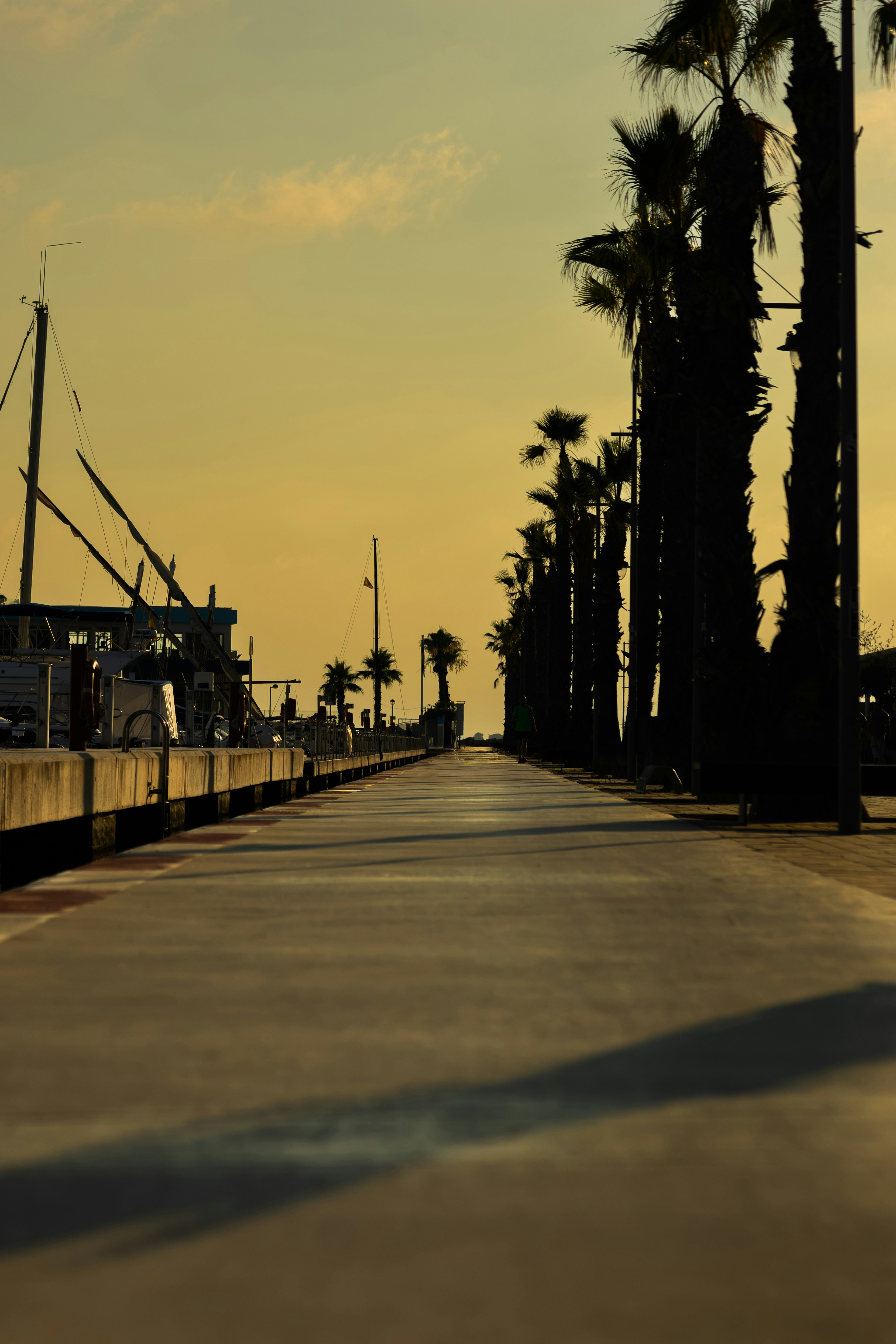 Golden Hour Along the Palm-lined Promenade