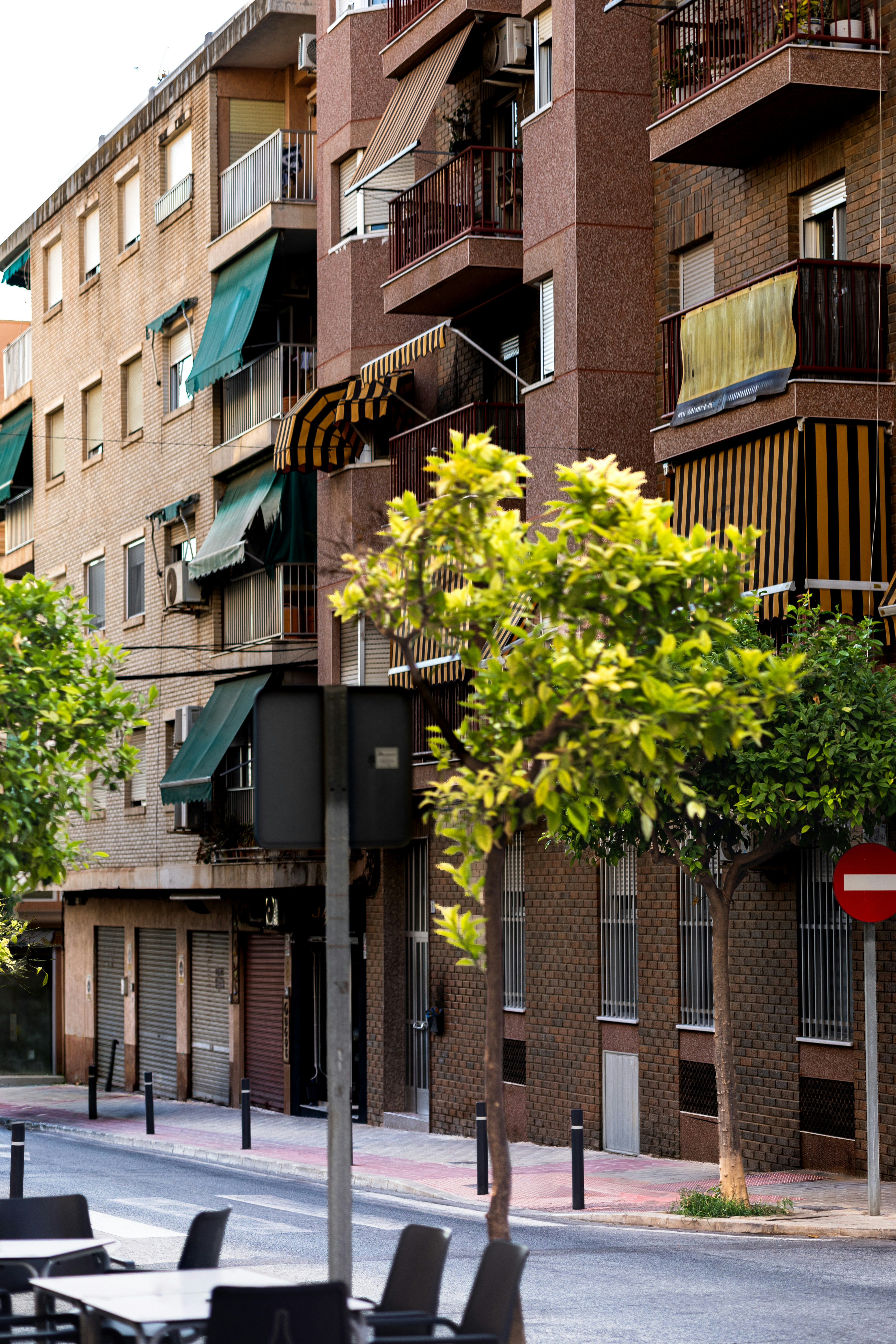 Urban Facade Chorus: Sunlit Trees and Balconies Along a Quiet Street