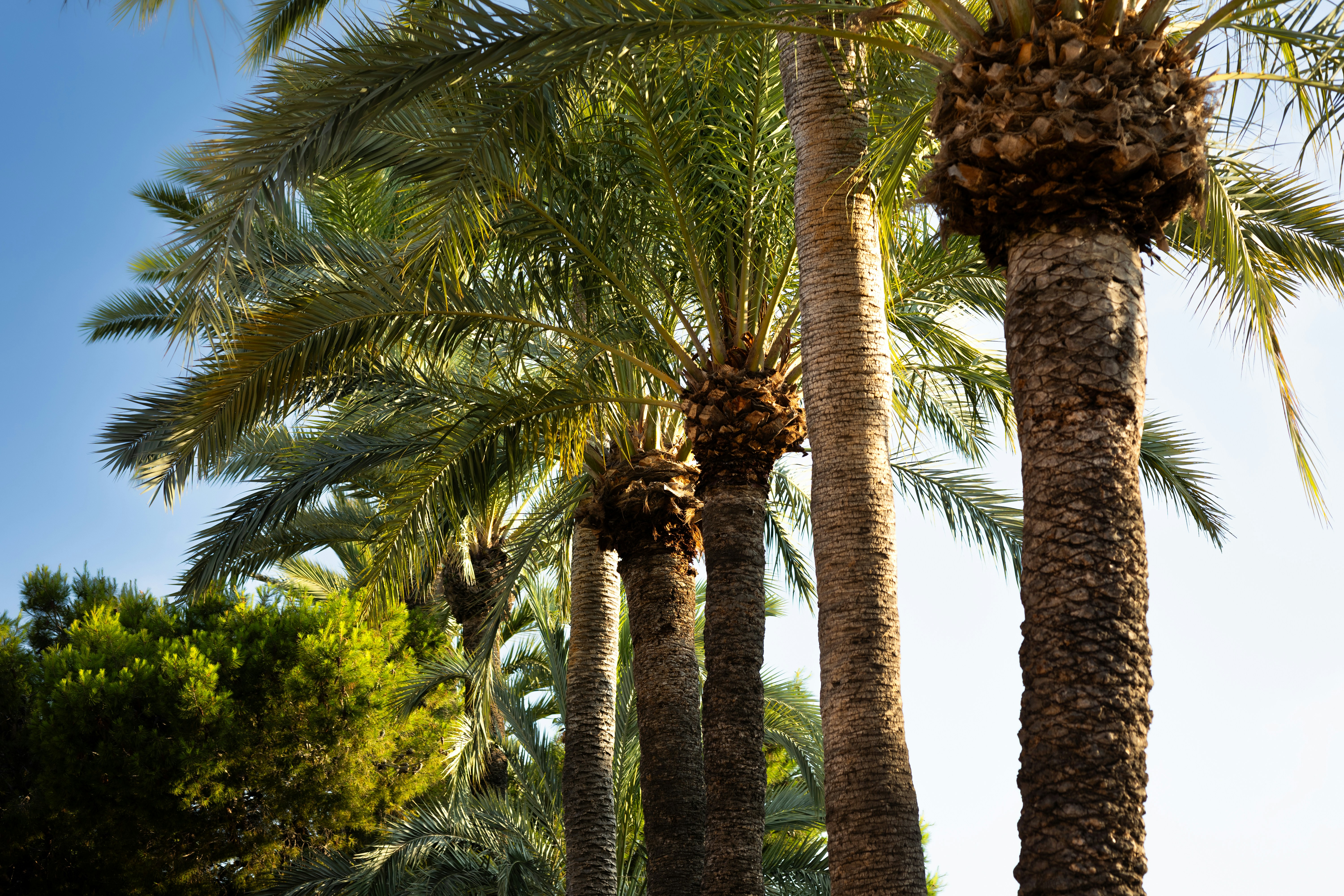 Sun-Scarred Palms: A Riverside Alley Under a Bright Sky