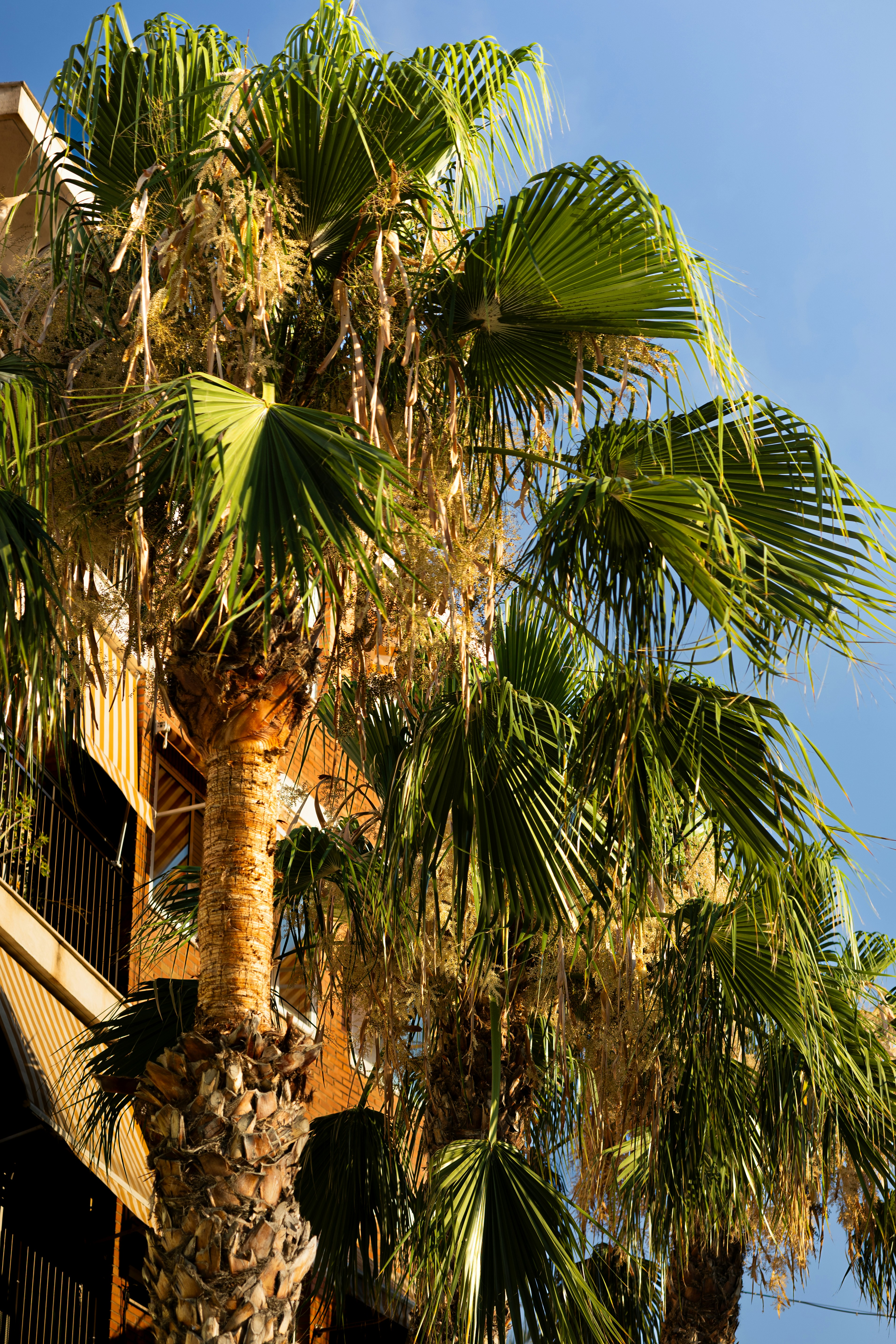 Sunlit Palm Canopy Over a Residential Balcony