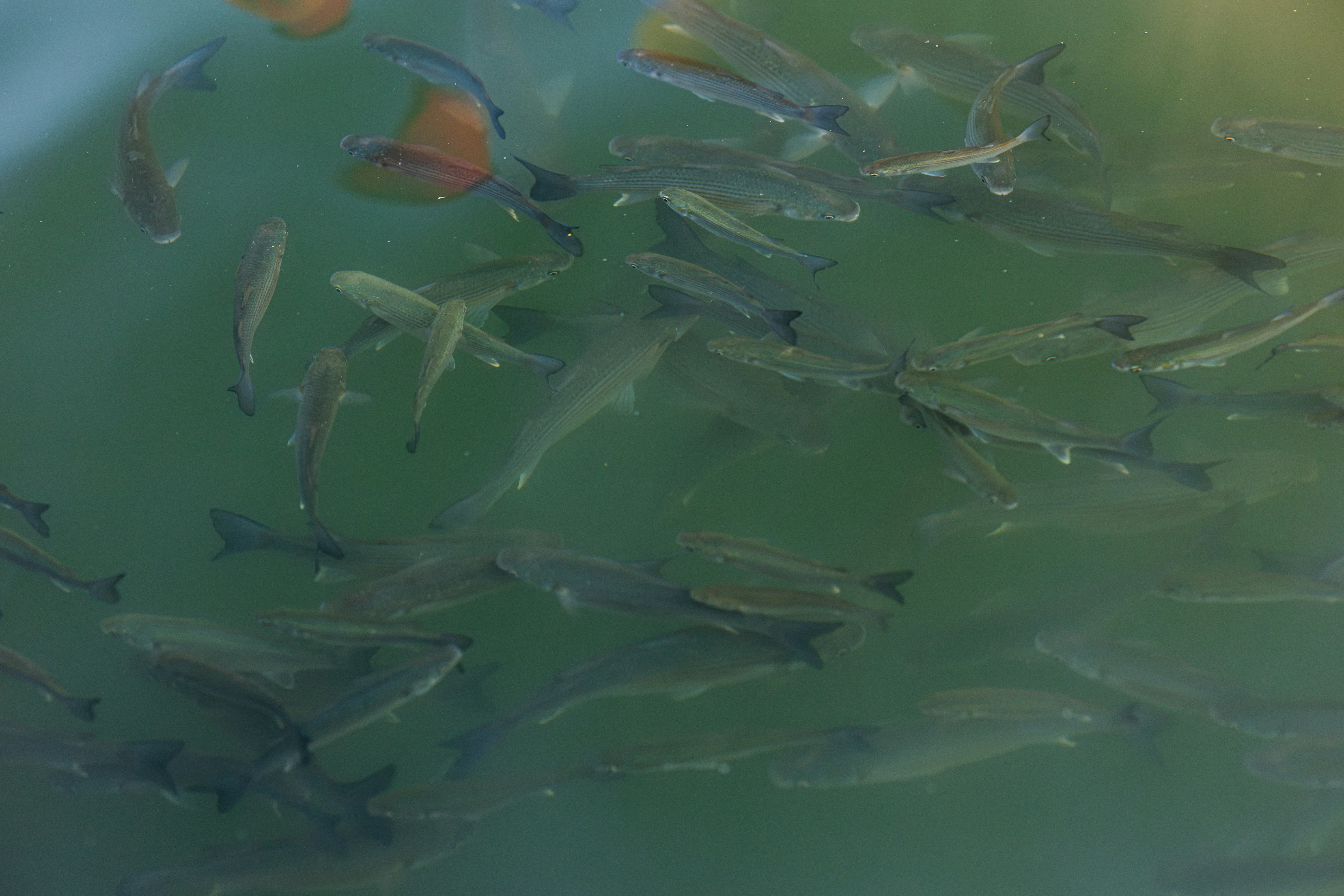 Shimmering School: A Dense Underwater Portrait of Schooling Fish