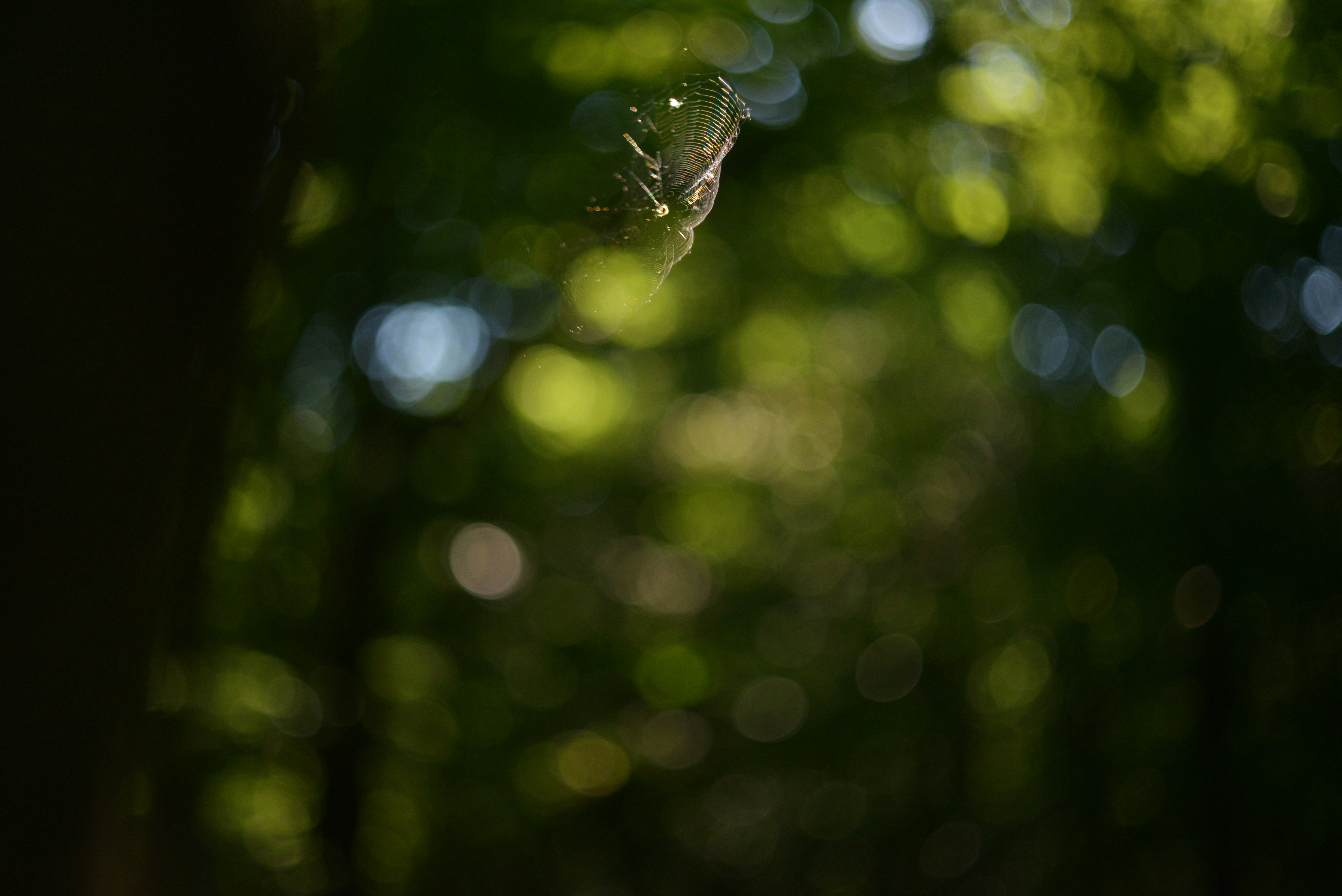 Close-up of a small spider hanging from a silk thread against a blurred green forest background; a quiet macro moment highlighting a tiny creature in natural light.