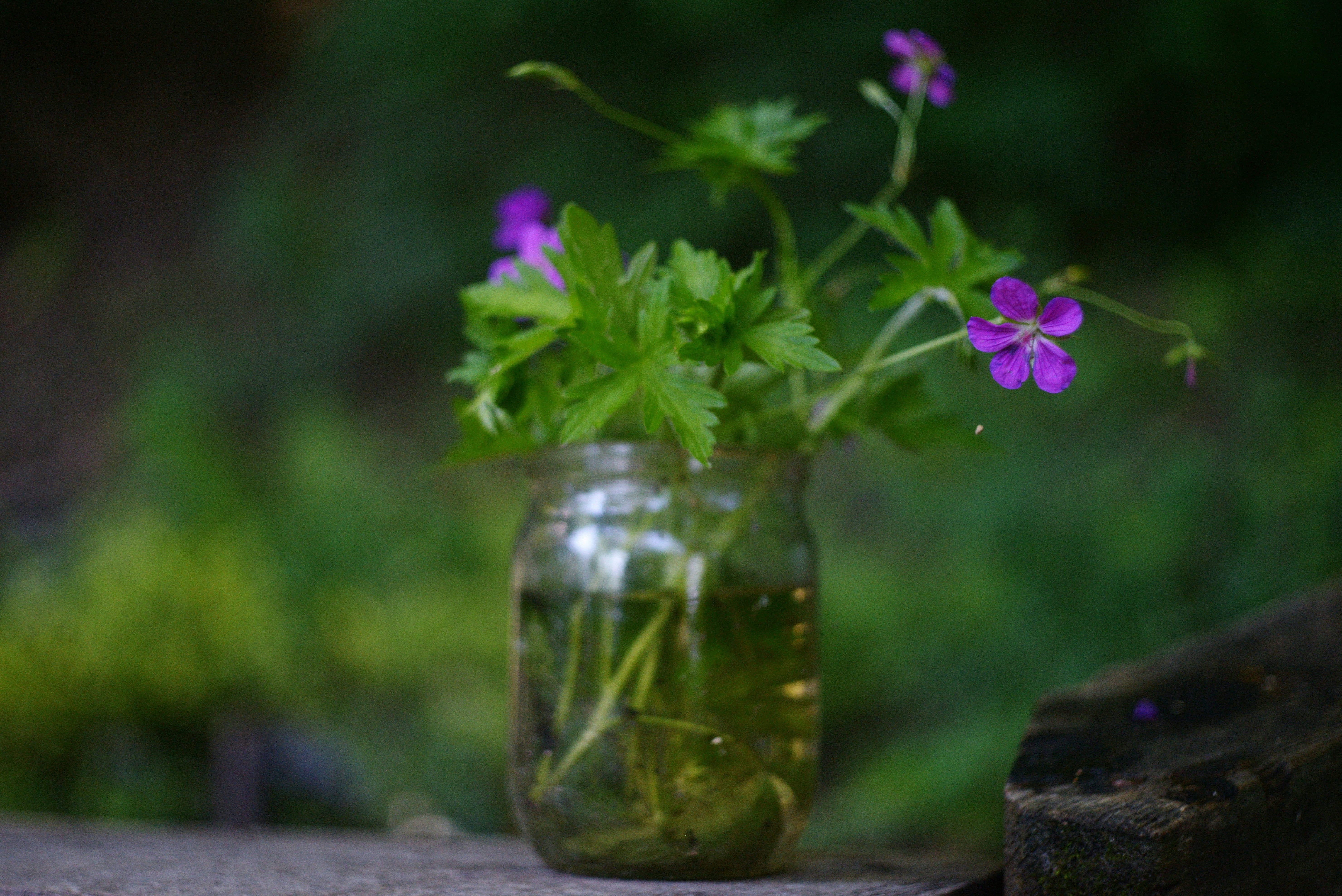 Herbal Amber in a Glass: Purple Blooms Rising from Quiet Green