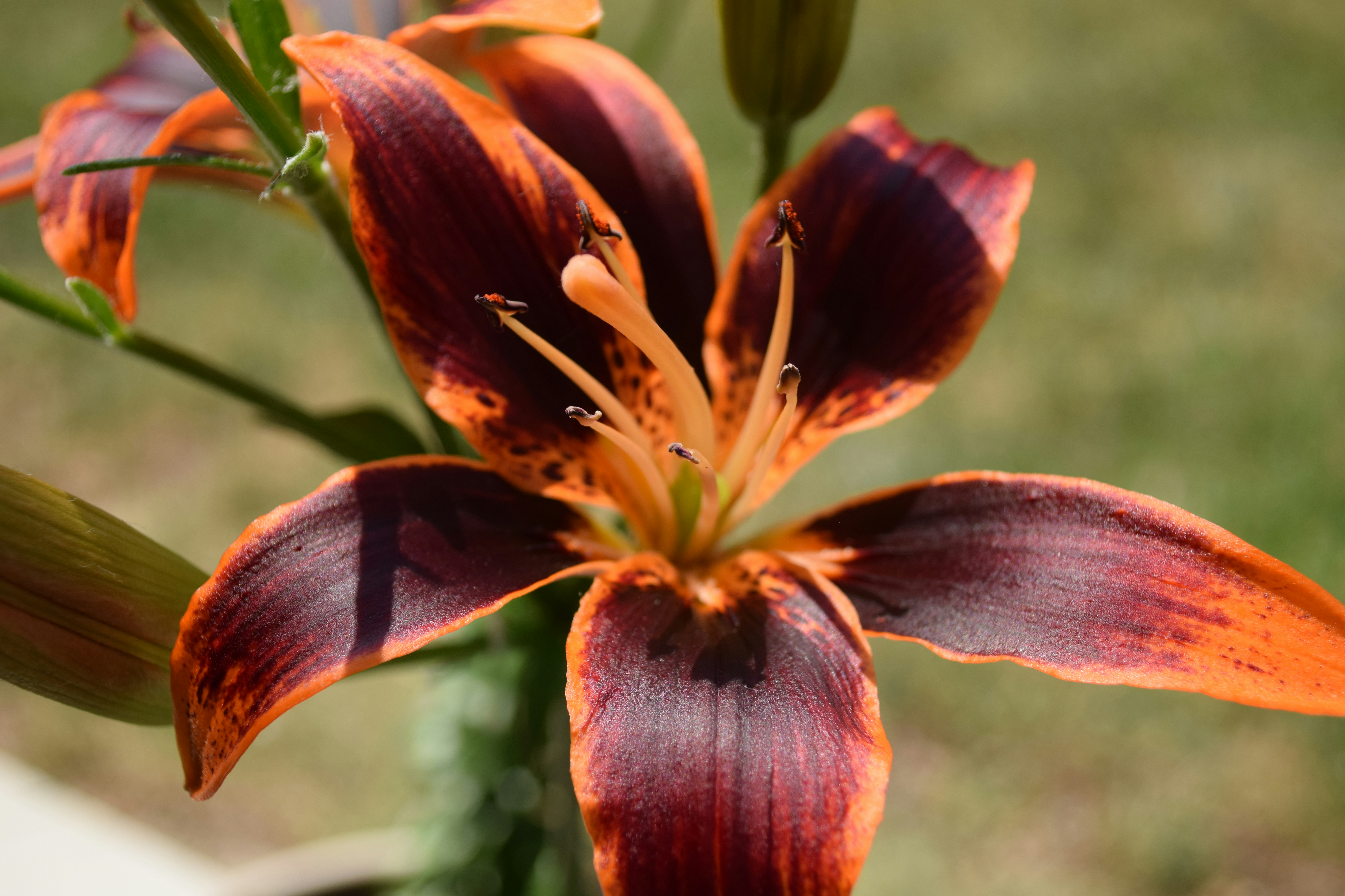 Burnished Lily: A Close-Up in Warm Autumn Hues