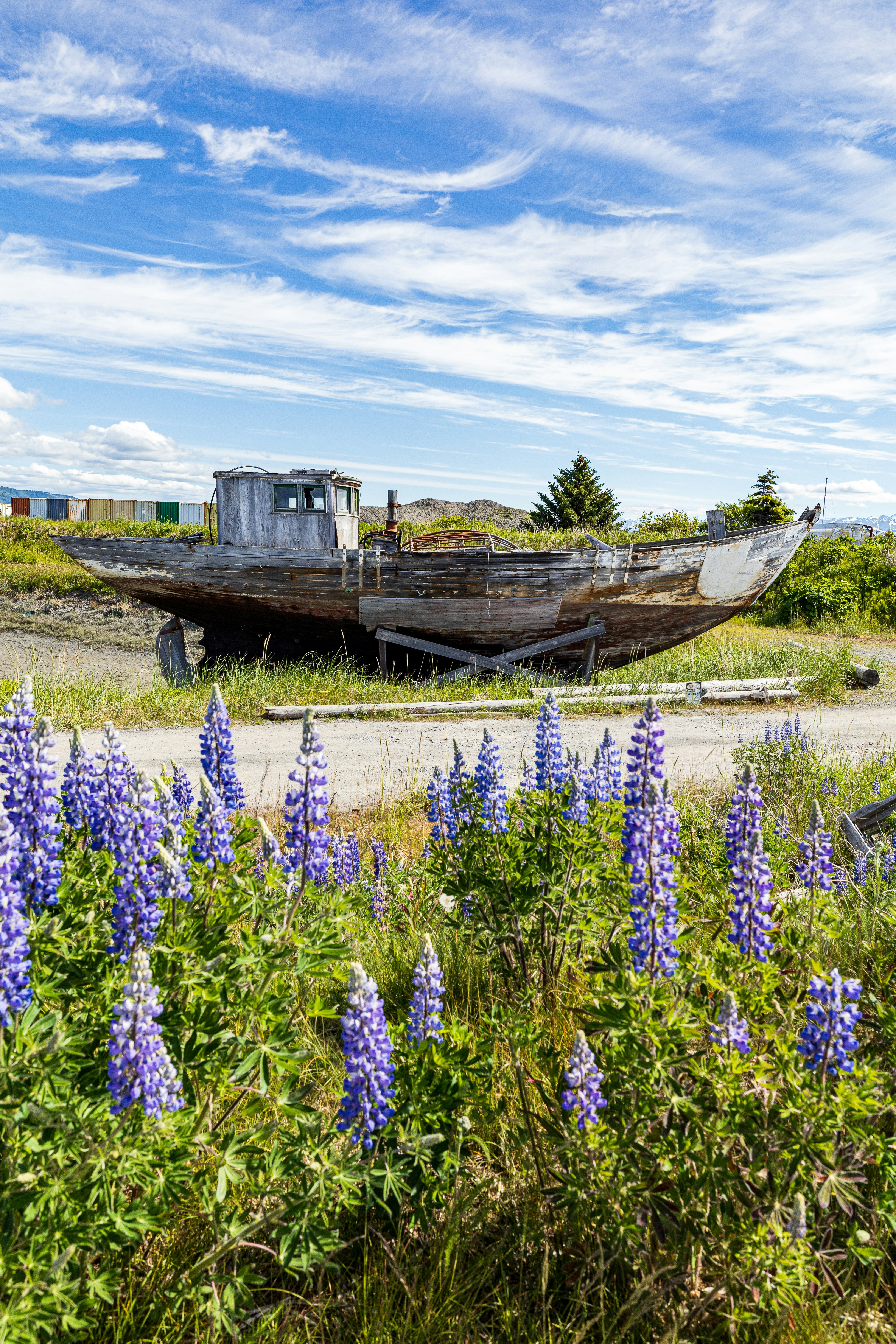 Weathered hull and lavender bloom: a quiet shoreline tableau