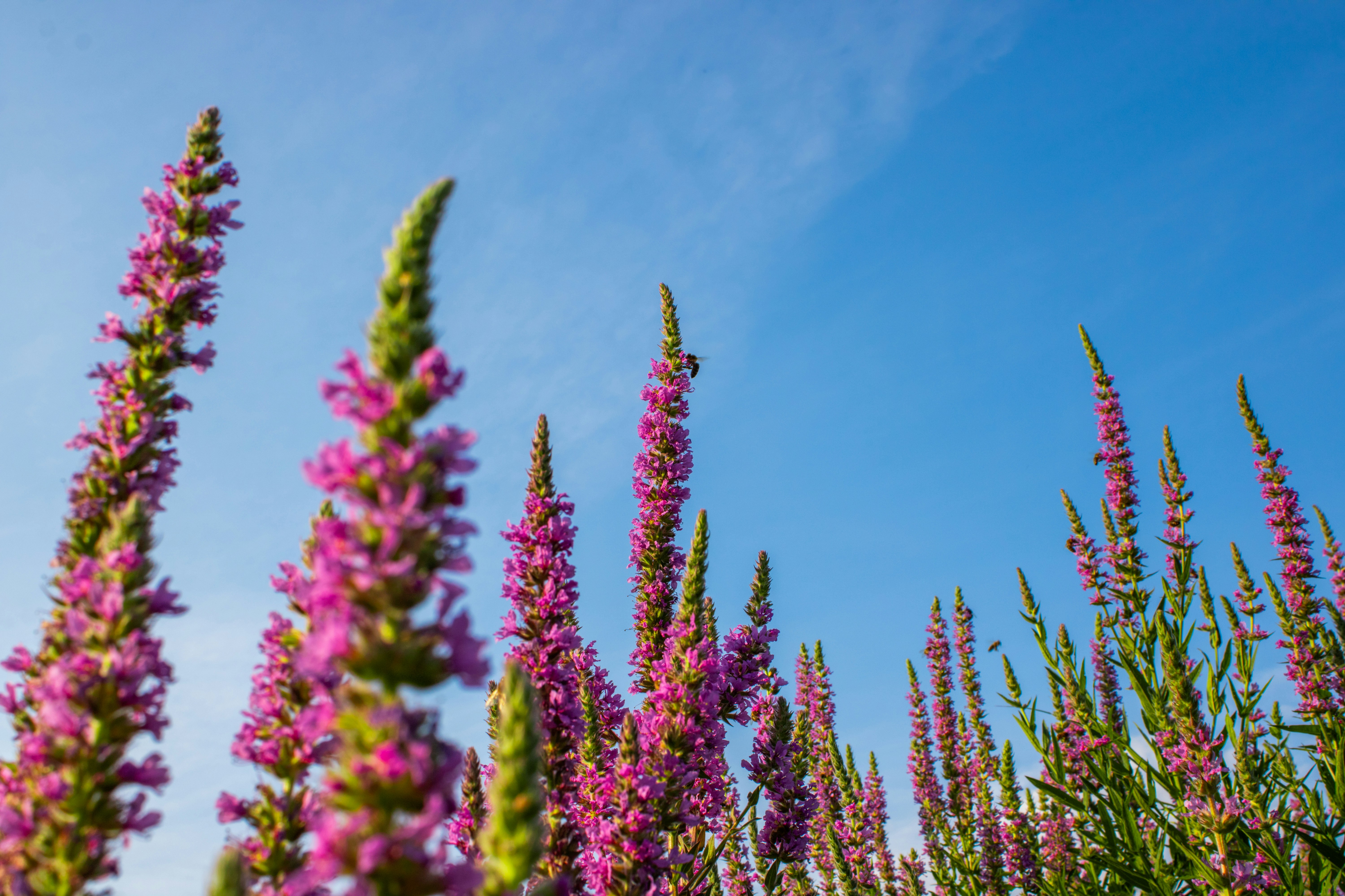 Bright purple foxglove-like blooms rise toward a clear blue sky in a field, captured from a low-angle perspective to emphasize their vertical reach.