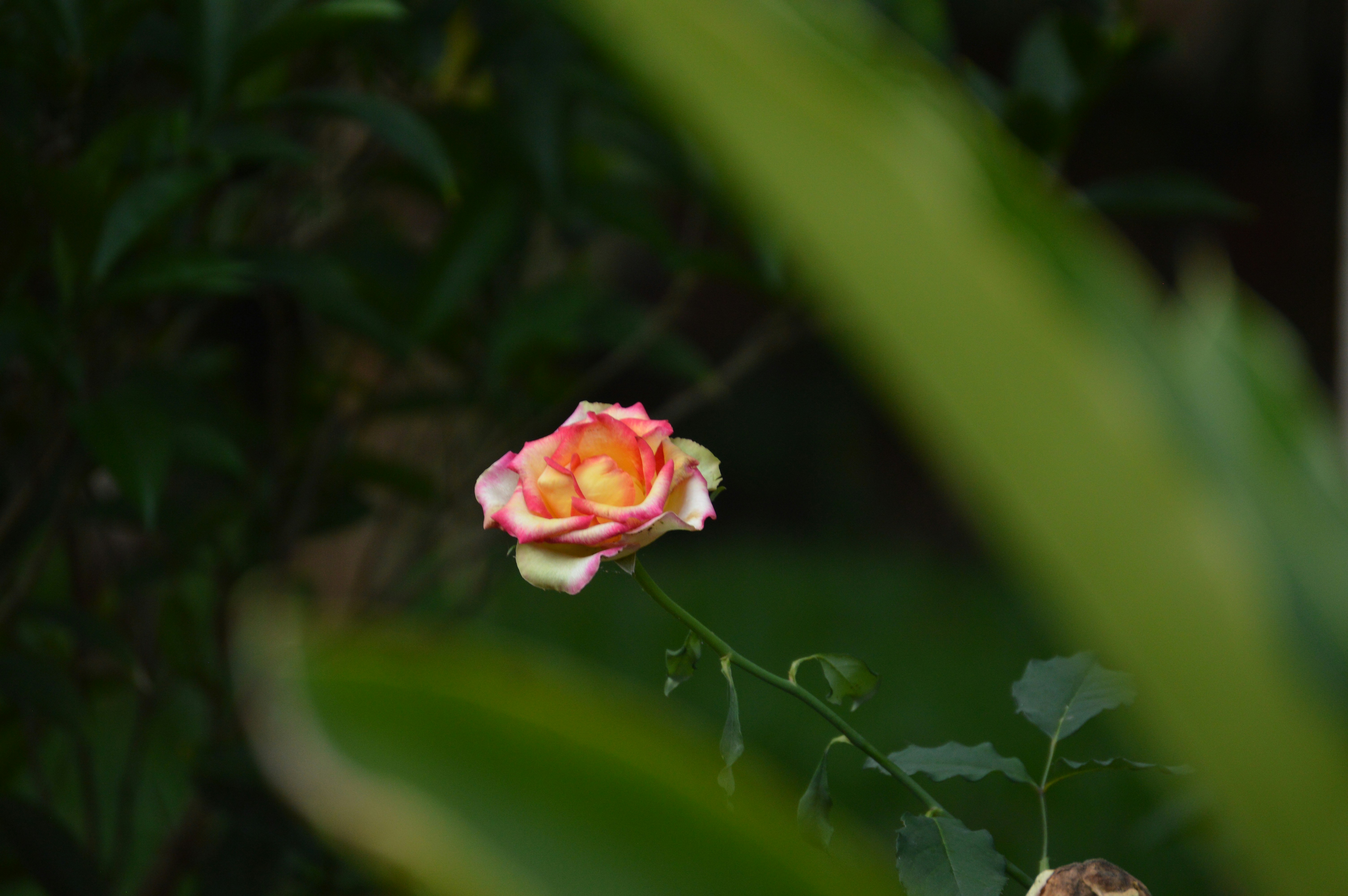 Petaled Focus: a solitary rose amid emerald shadows