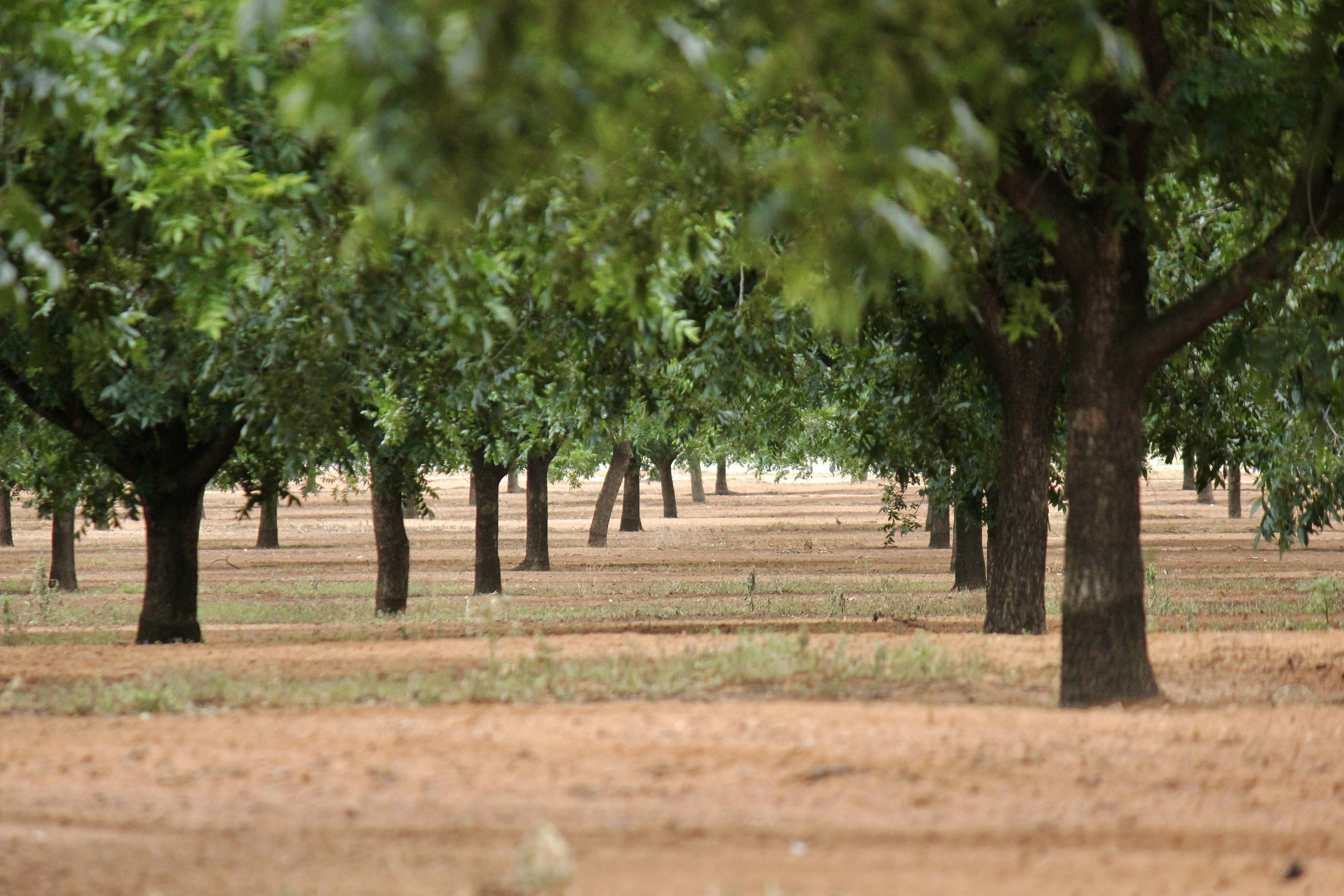 Rows of Green Canopy Over Red Earth: An Orchard Walkway