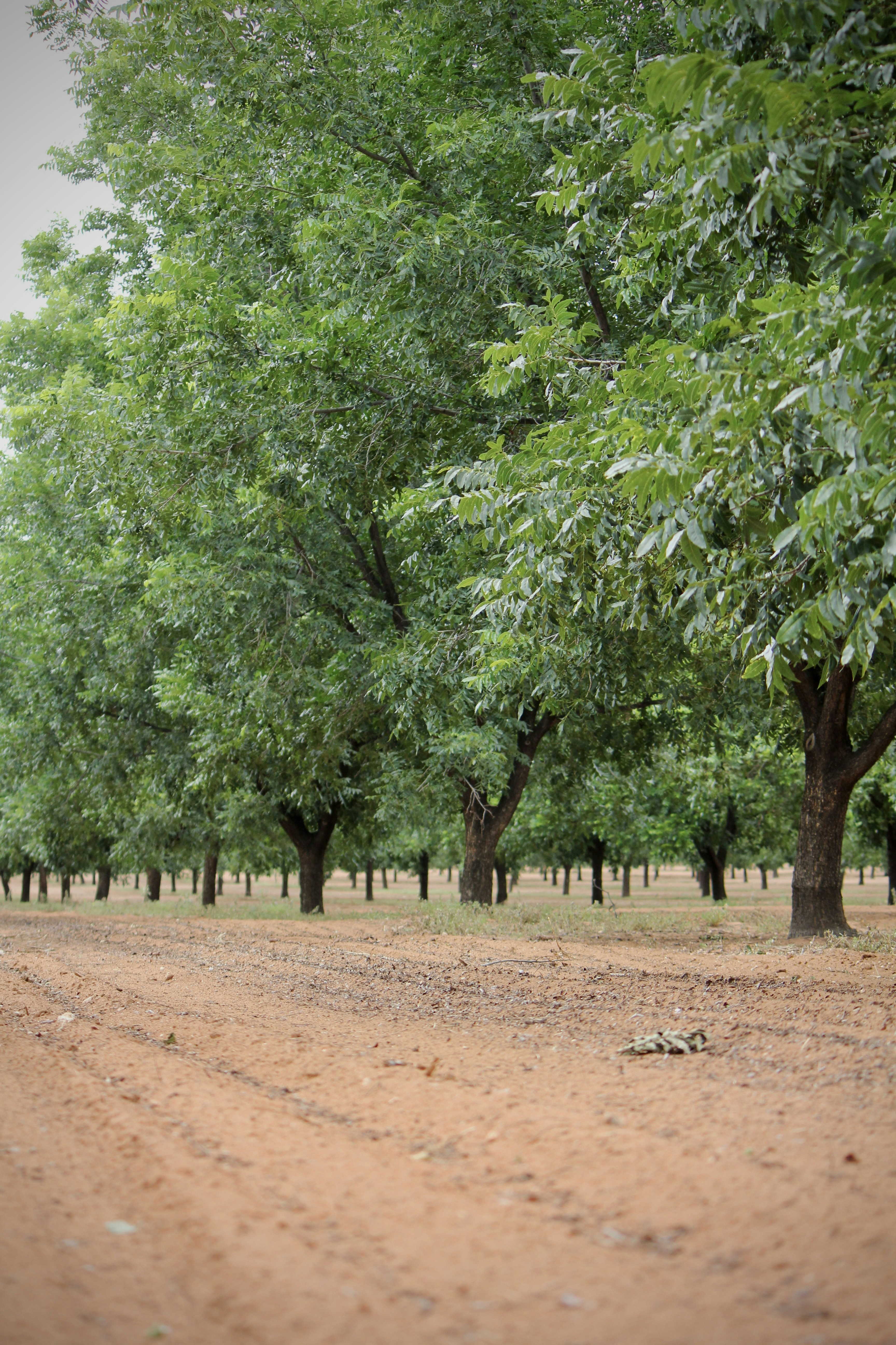 Rows of Green Canopy Over a Dirt Path