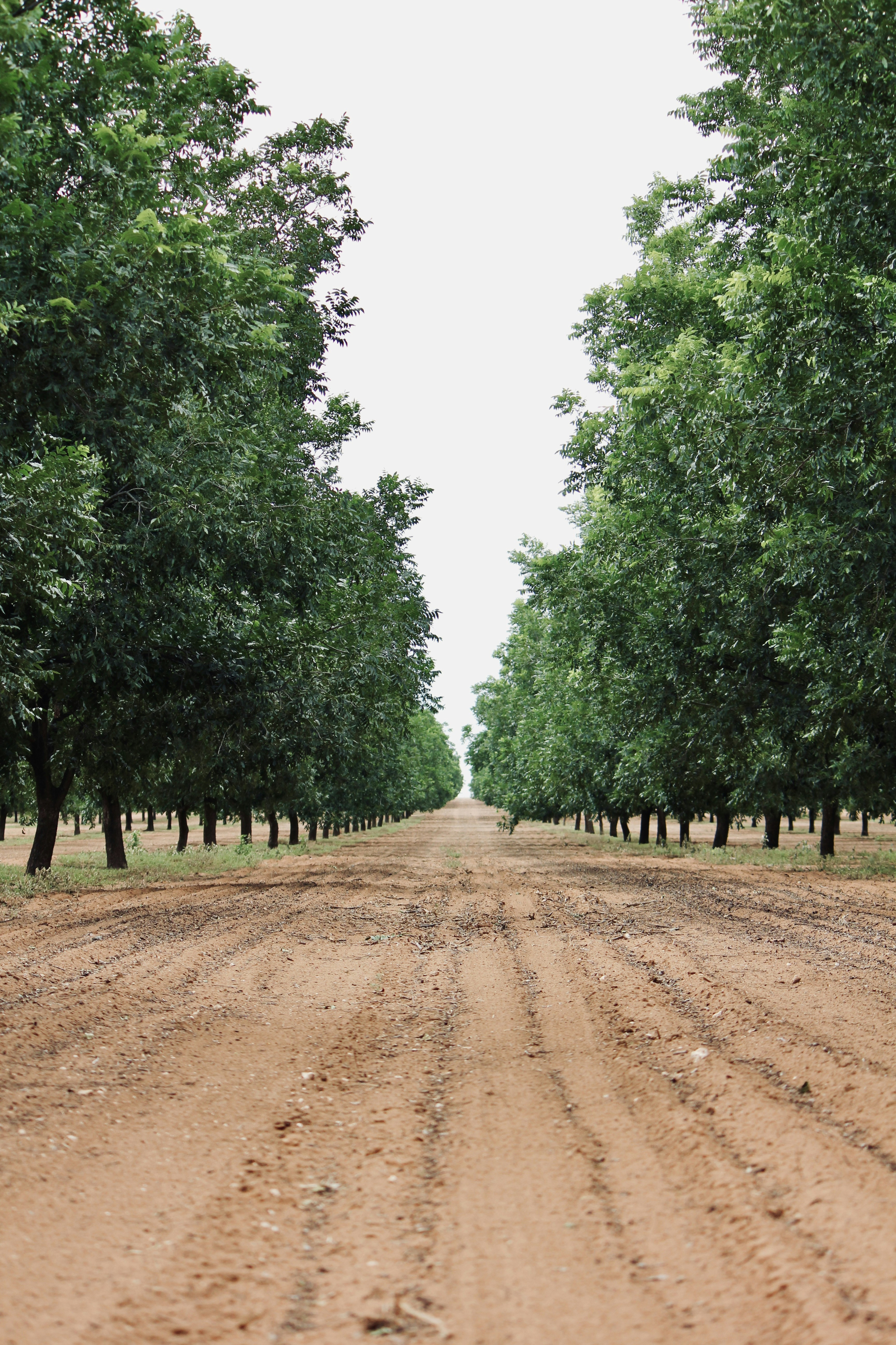 Aerial Avenue: Neatly Planted Rows Stretch to a Vanishing Point