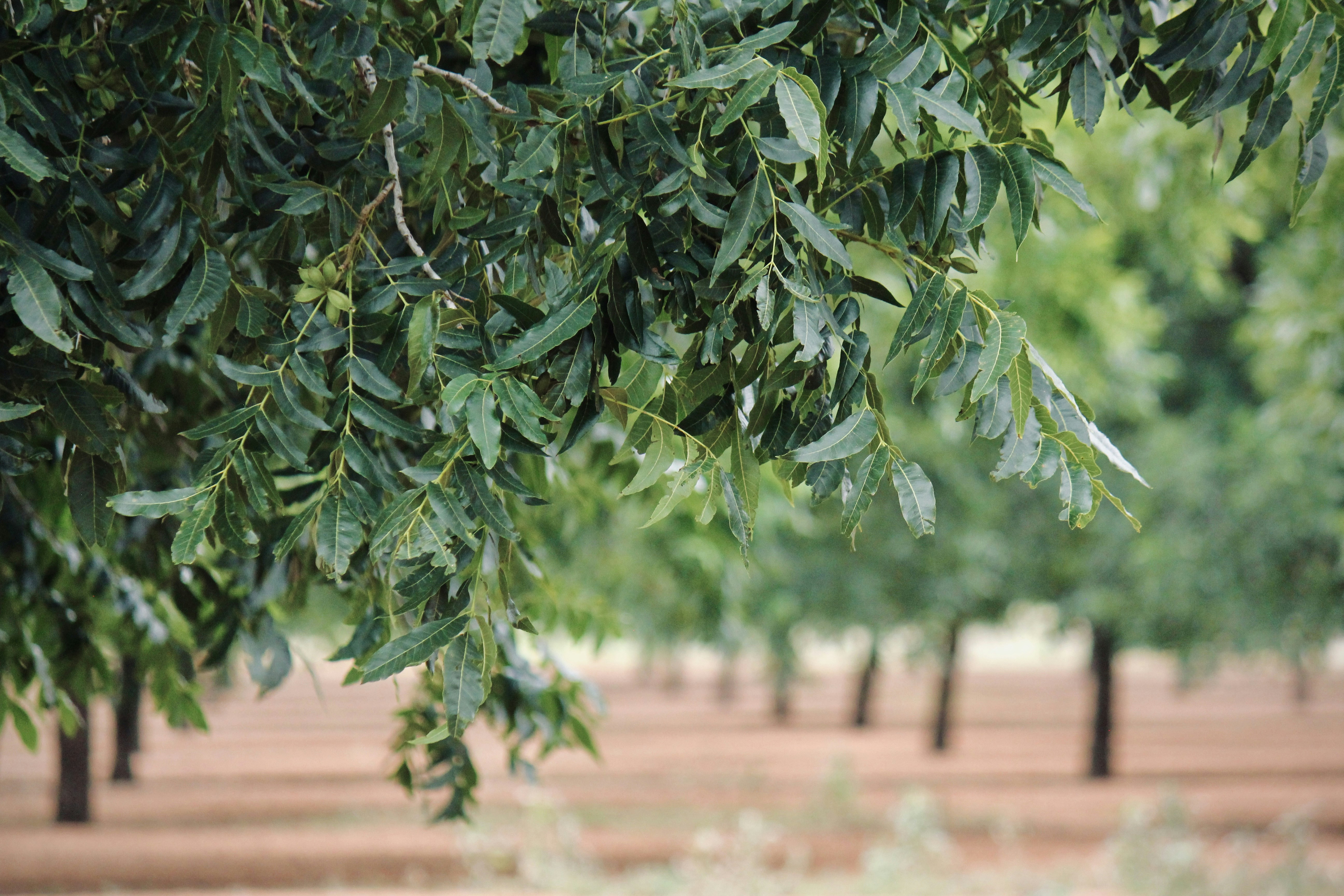 Overhanging Orchard: A Quiet Canopy Framing the Rows