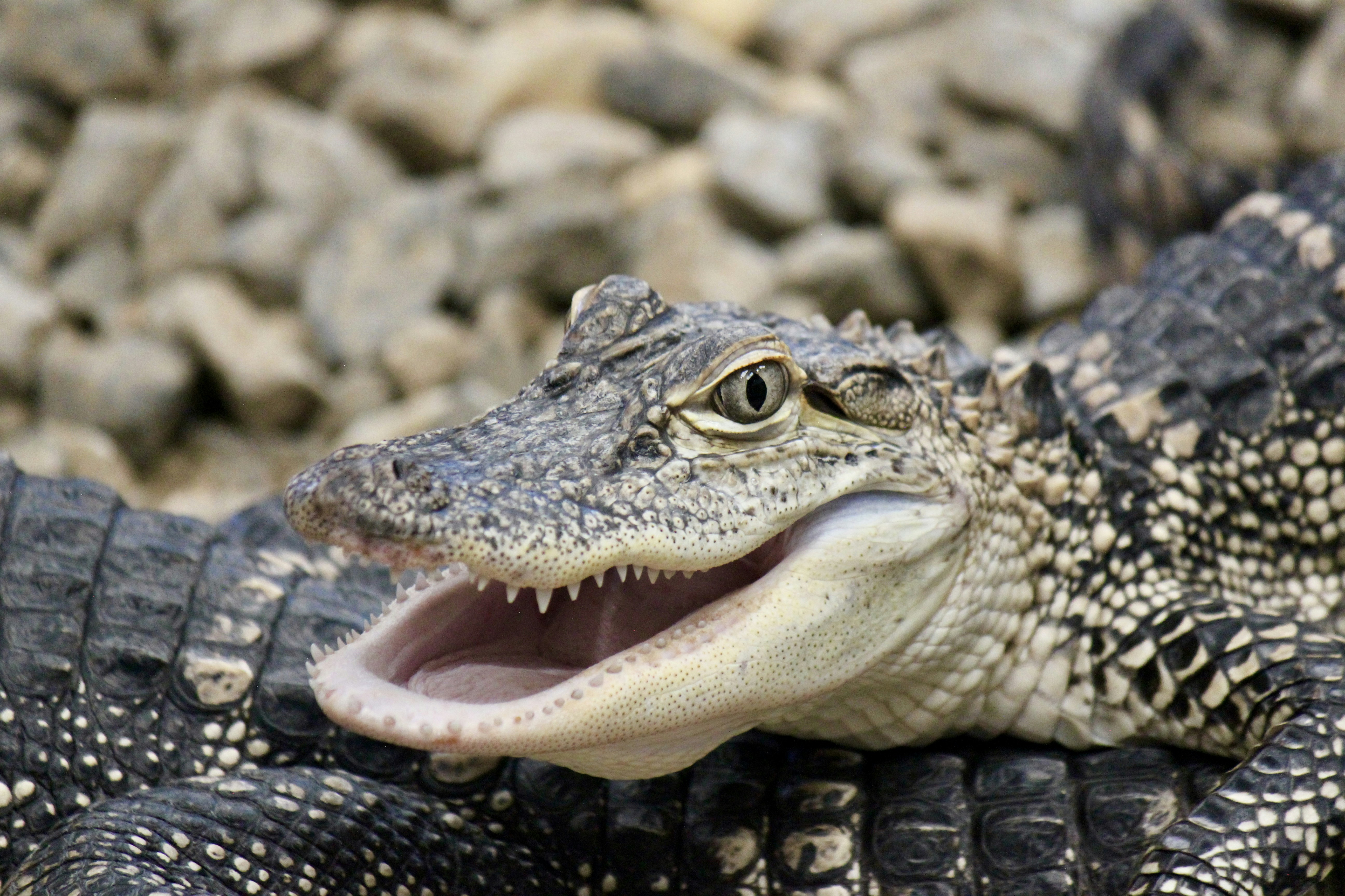 Close-up of a crocodile's head resting on textured rocks, open mouth revealing teeth and pale interior, emphasis on scales and eye detail.