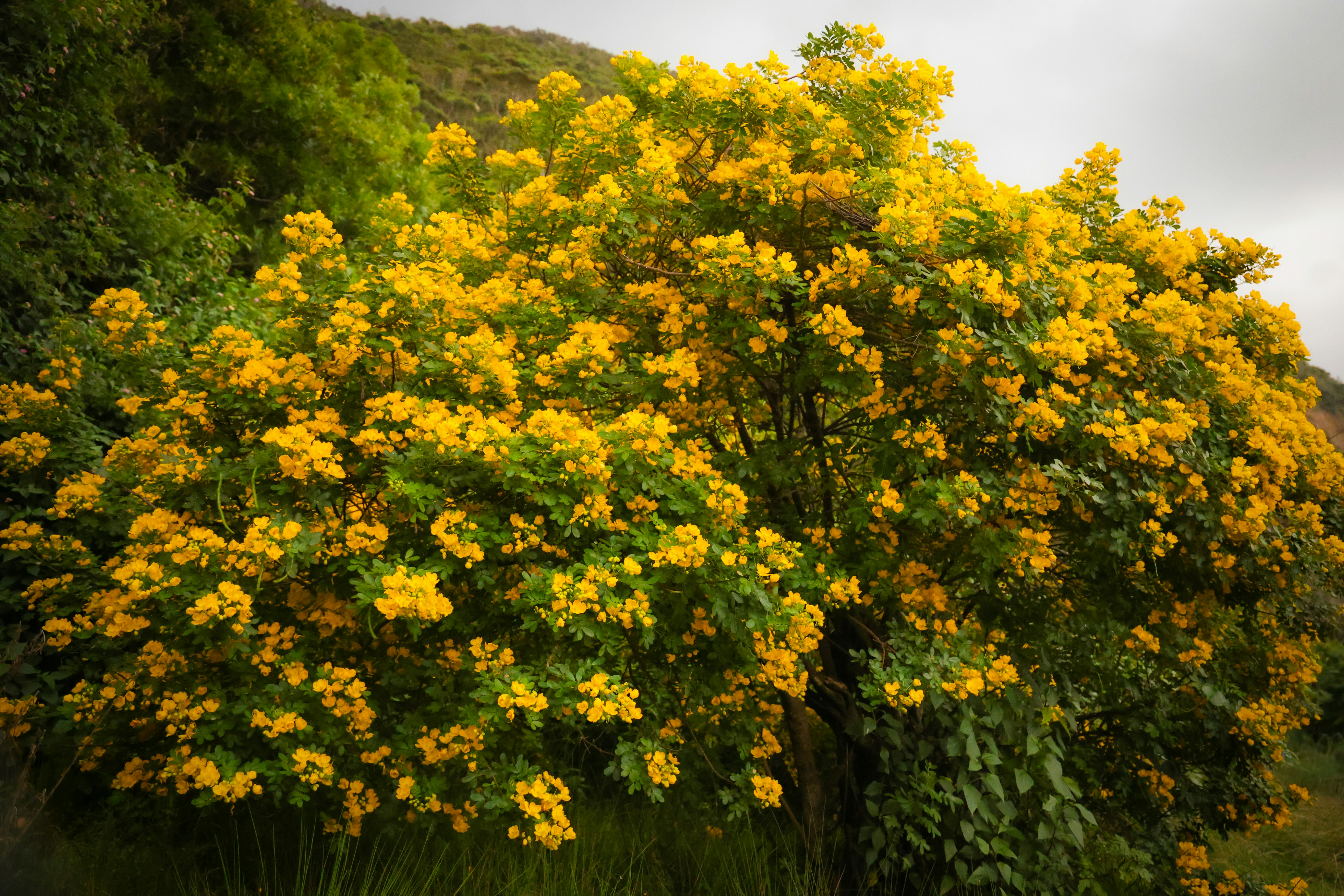 Golden Canopy in Mountain Brush