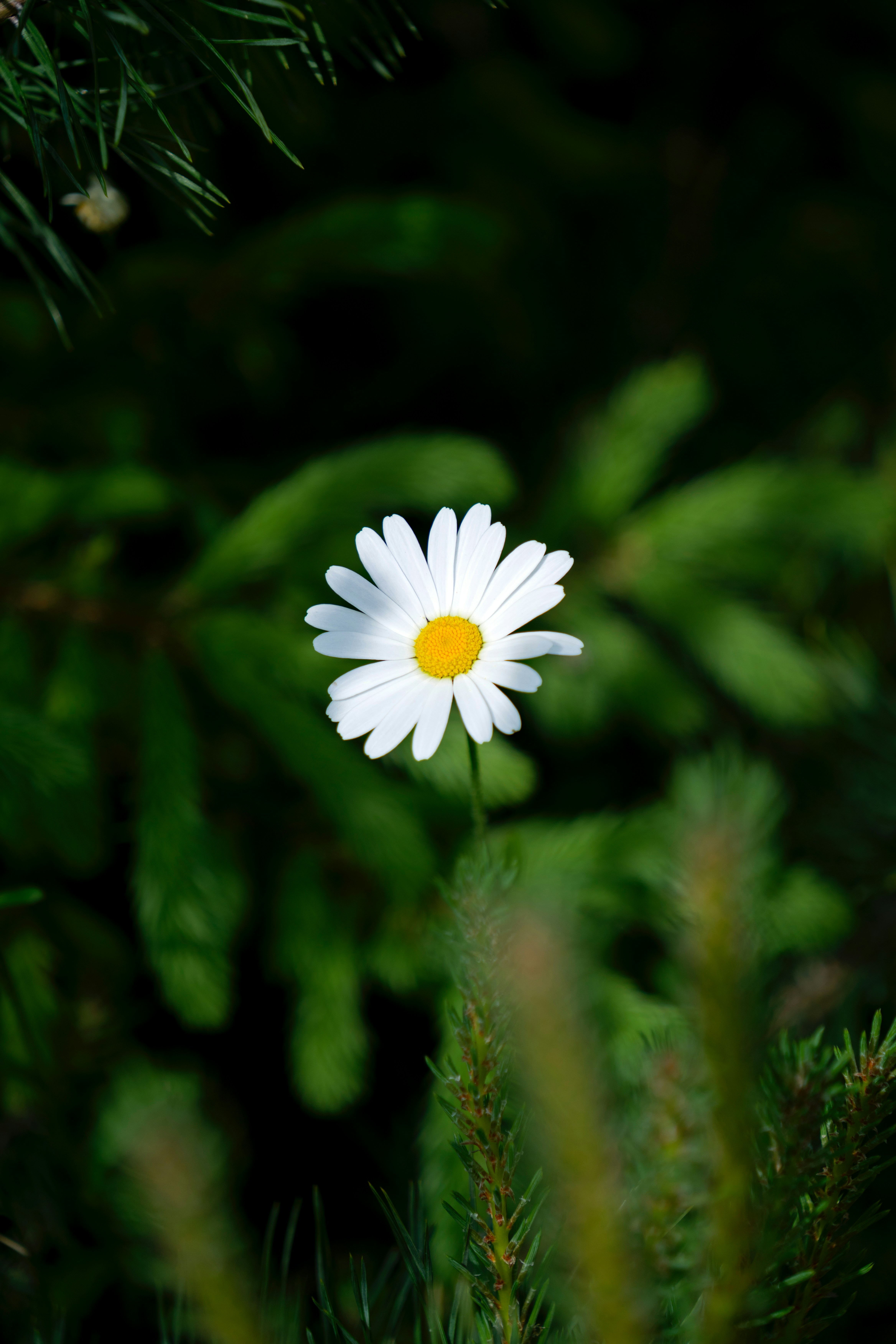 Single Daisy in Focus: A Quiet Meadow Beauty