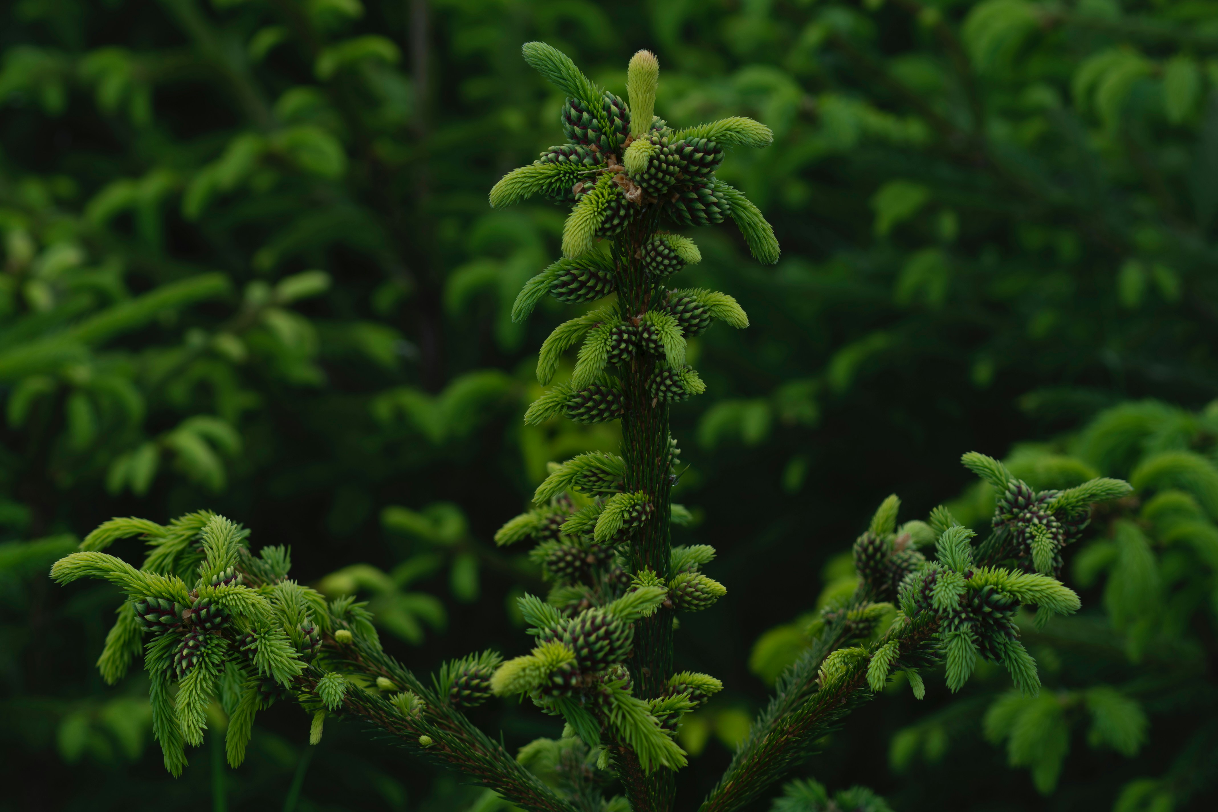 Close-up of fresh pine shoots with budding clusters against a soft green backdrop. A natural macro study highlighting texture and depth in a dark, forested setting.