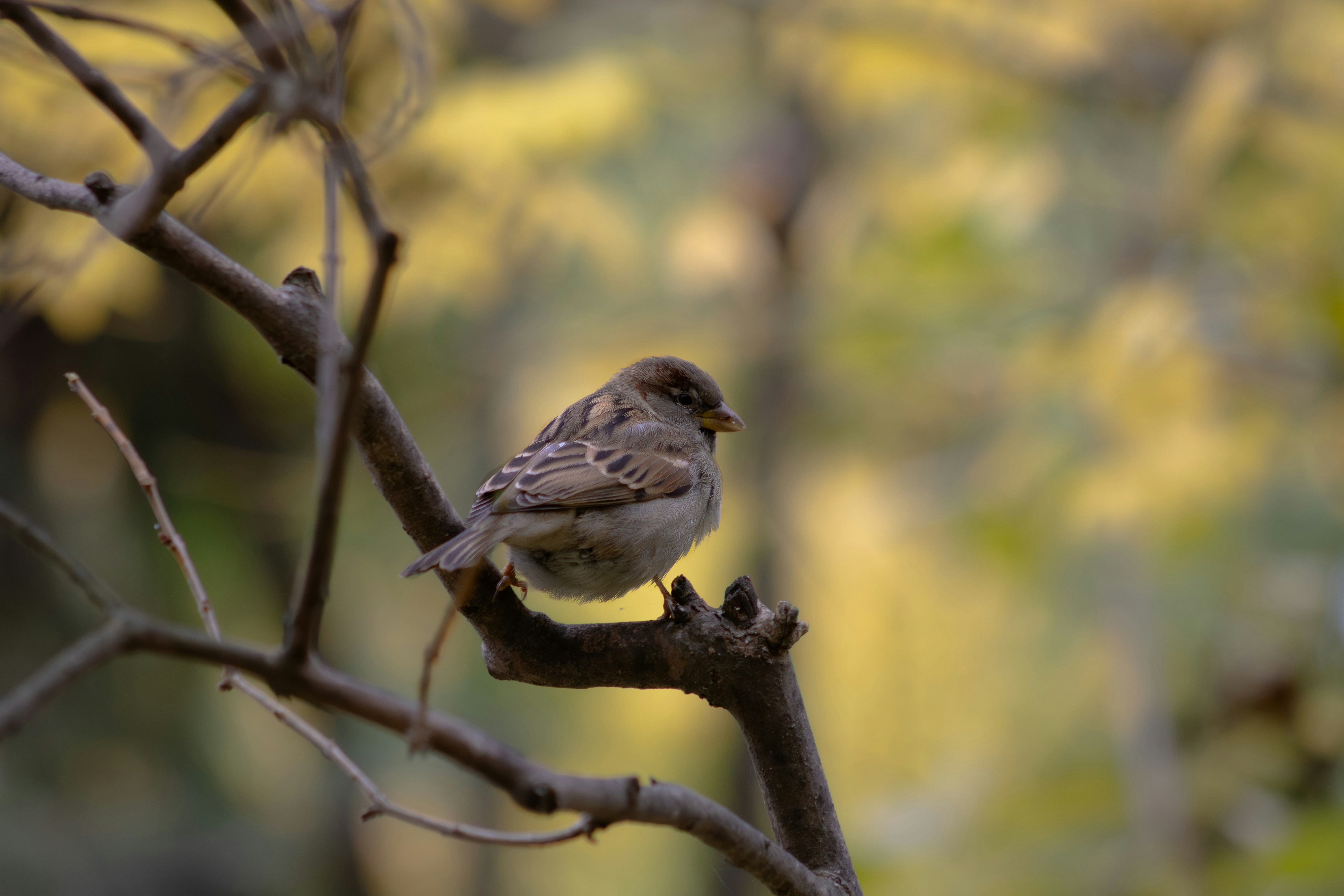 A small bird perches on a branch amid a warm, blurred yellow floral background, conveying a quiet natural moment.
