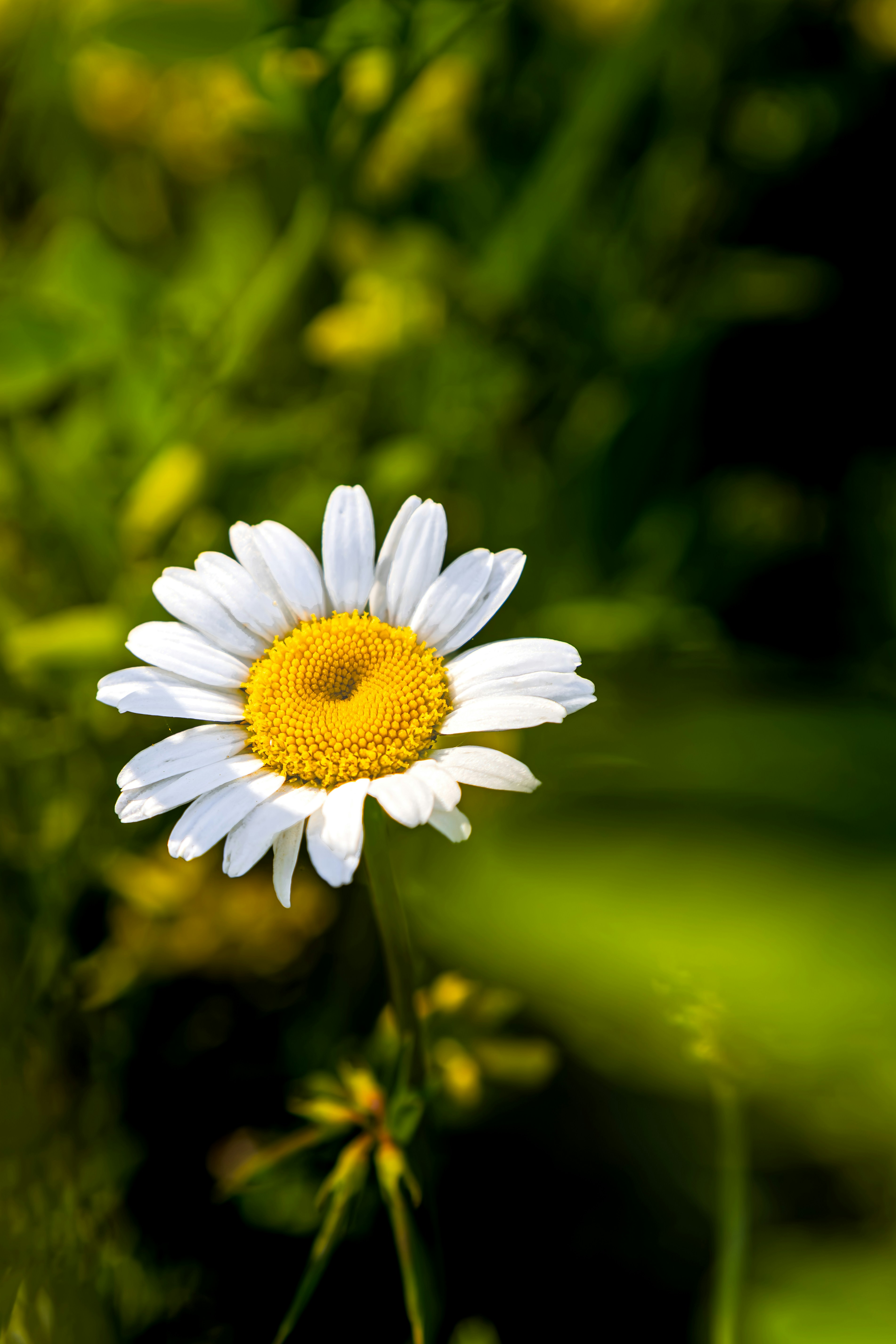 A solitary daisy in soft focus green meadow