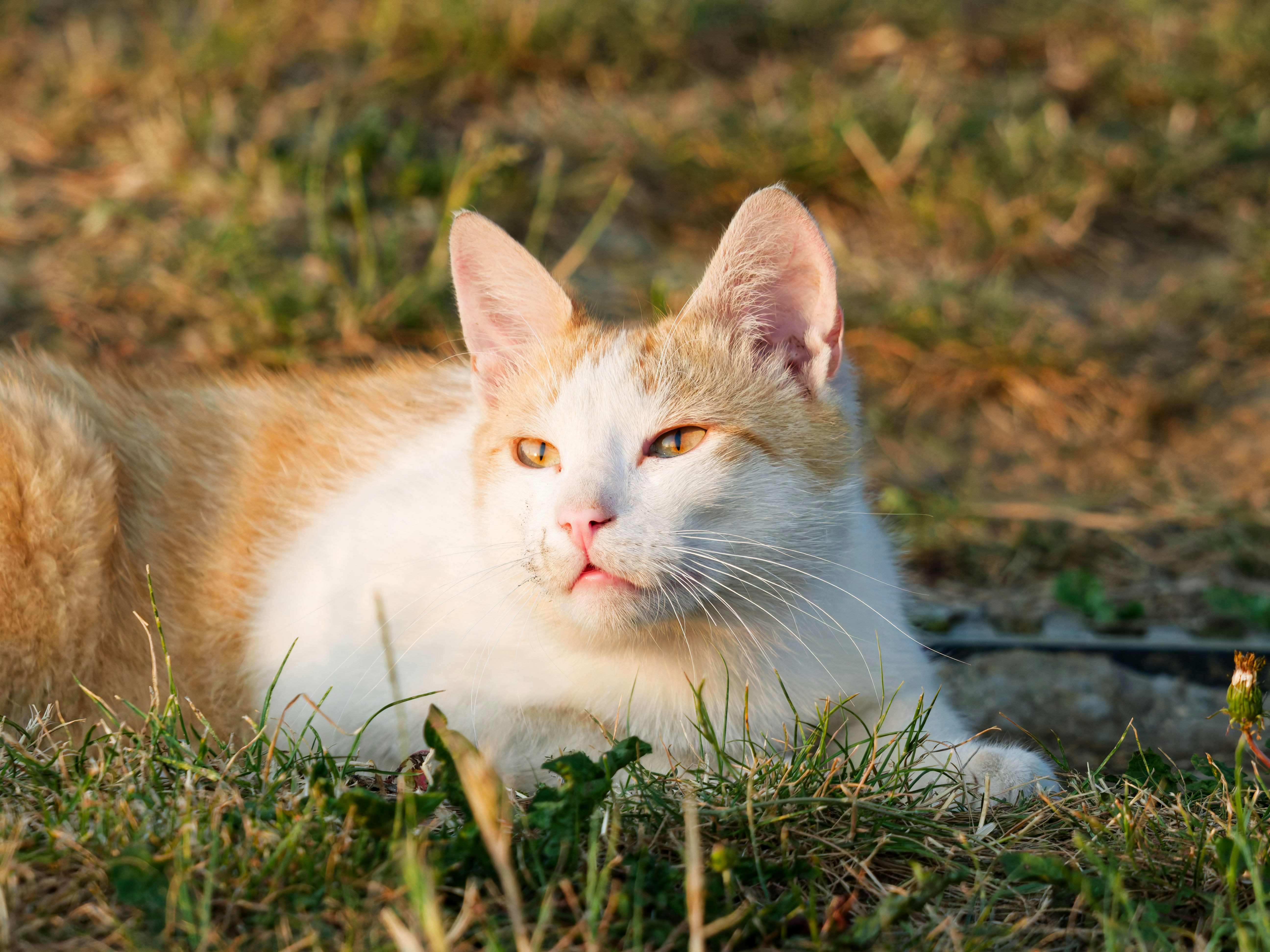 Sunlit Grin: a relaxed cat basking in late afternoon grass