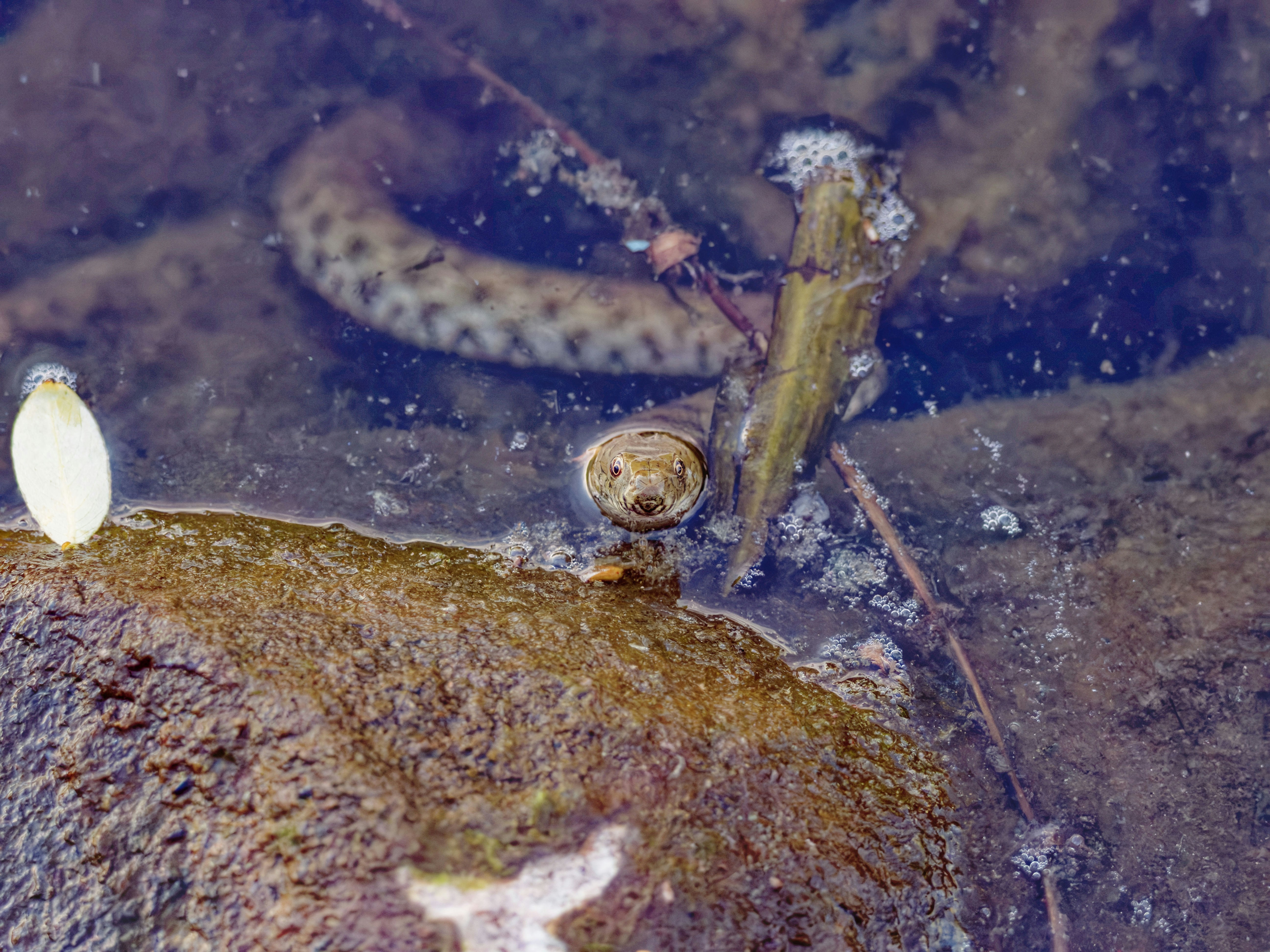 Tiny Amphibian Sentinel on a Mossy Log