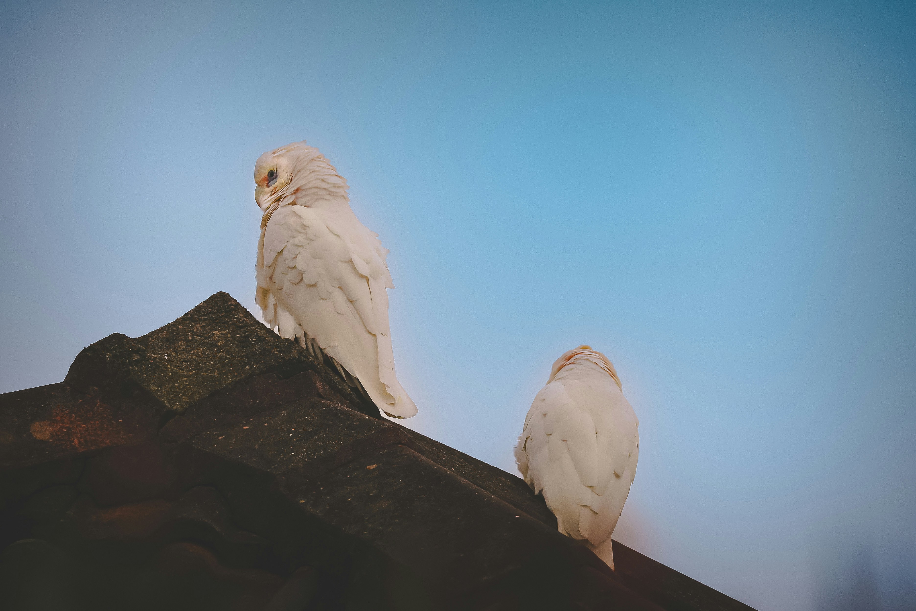 Perched on the Peak: Two White Birds Against a Blue Crest