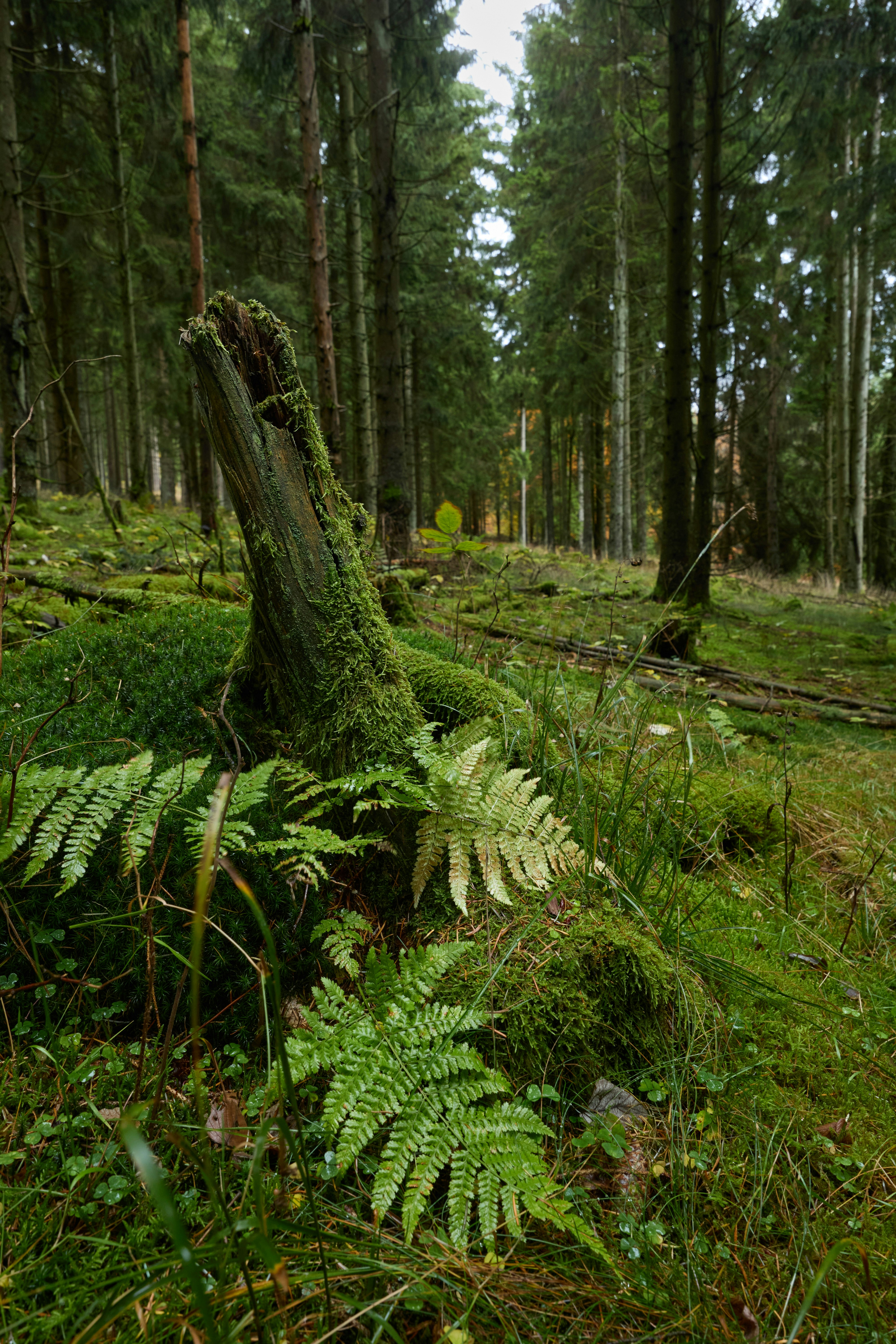 Mossy stump sentinel: forest floor reclaiming a fallen aged tree