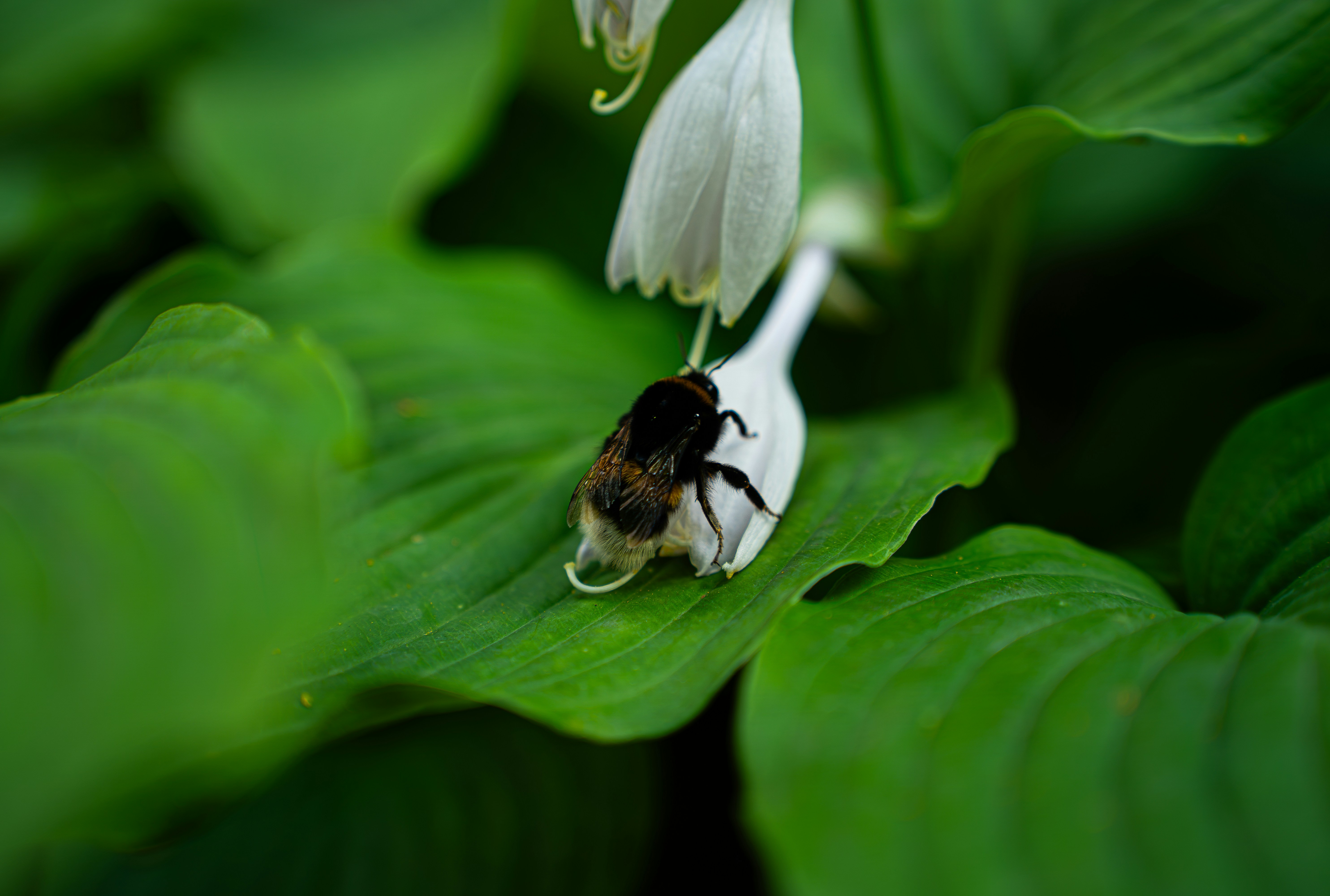 Close-up of a bumblebee perched on a leaf with a pale flower above, highlighting texture and natural greenery.