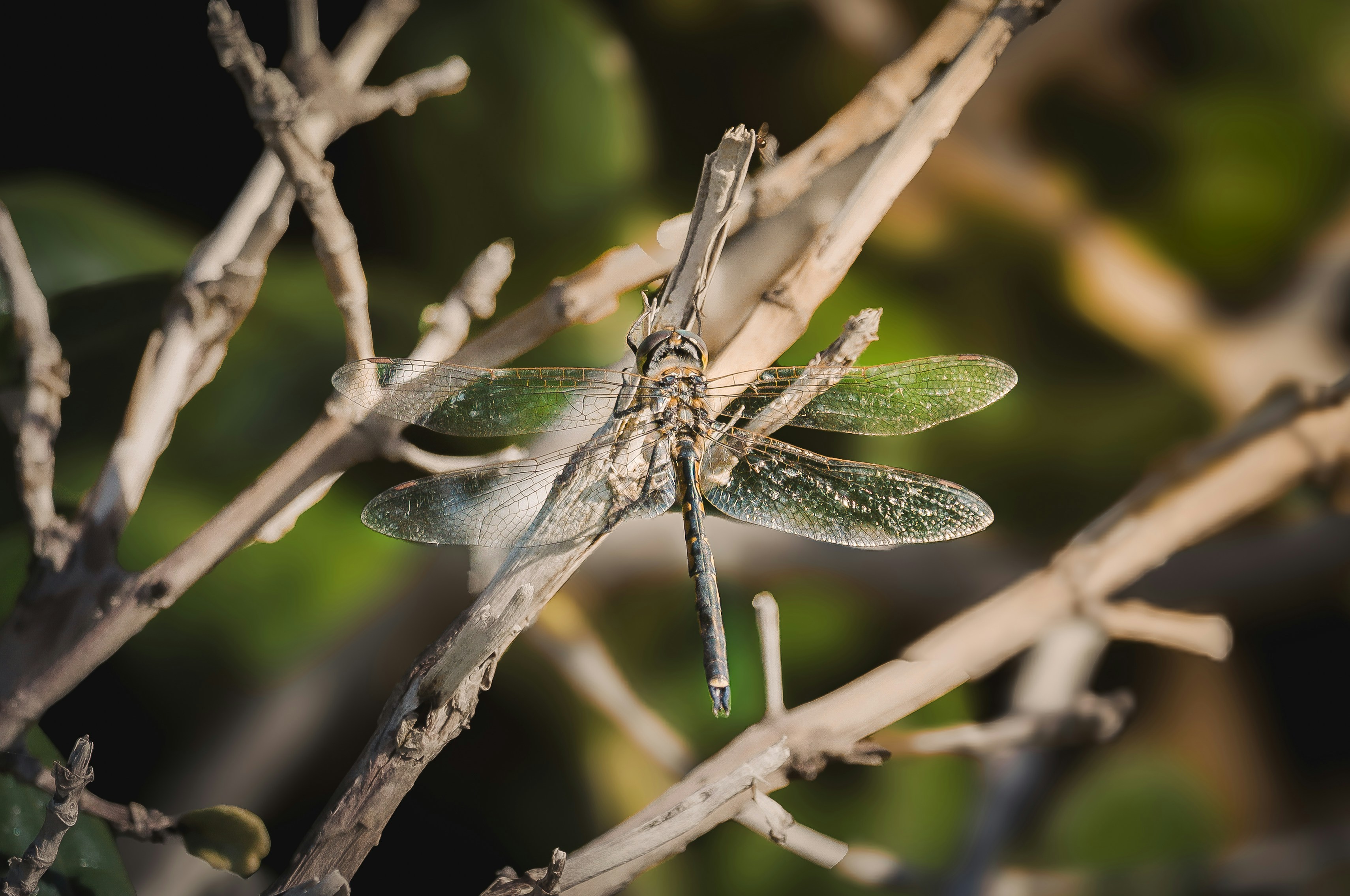 Close-up of a dragonfly perched on gray, weathered branches with a shallow depth of field and soft green background.
