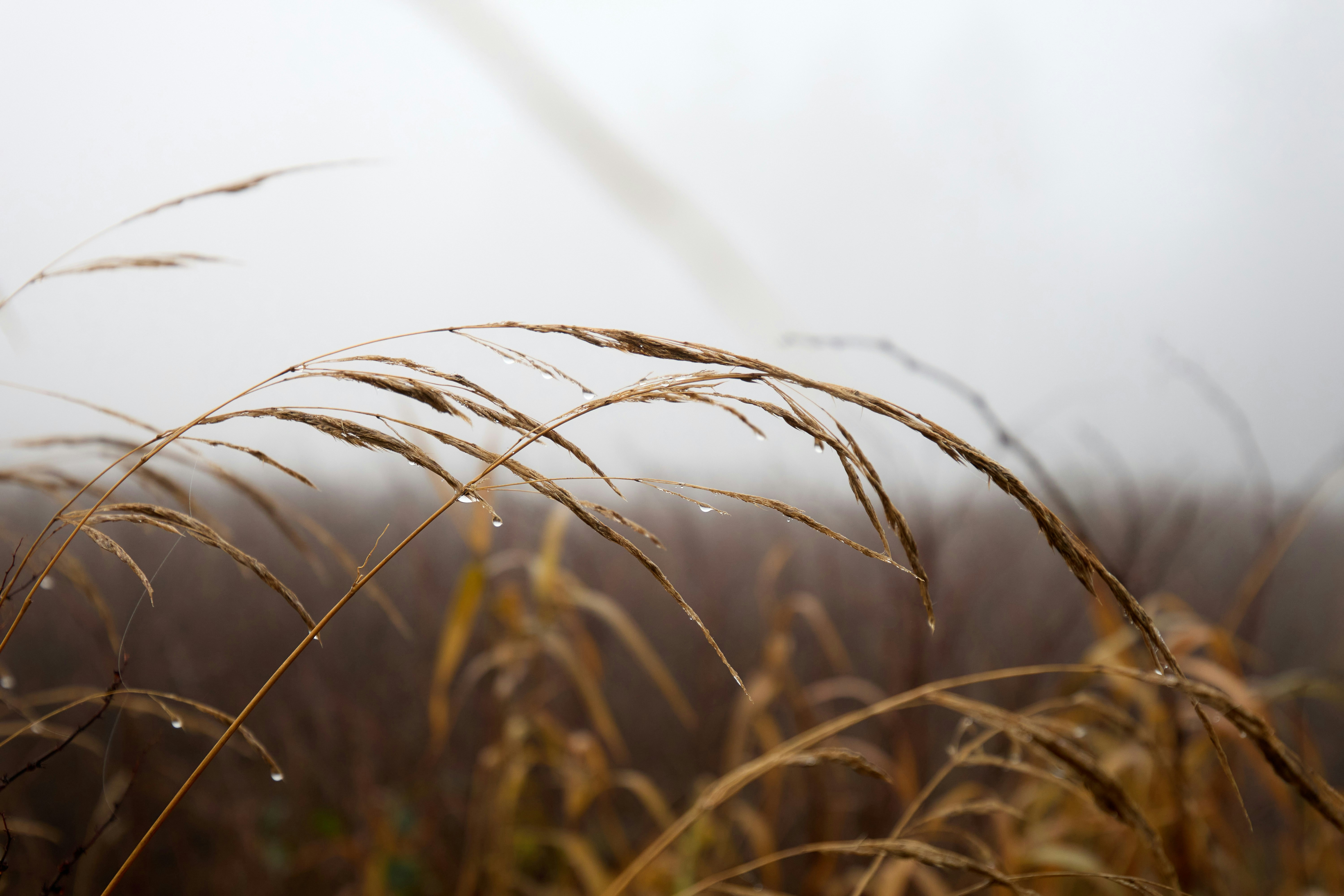 Dew-kissed grasses in soft morning haze