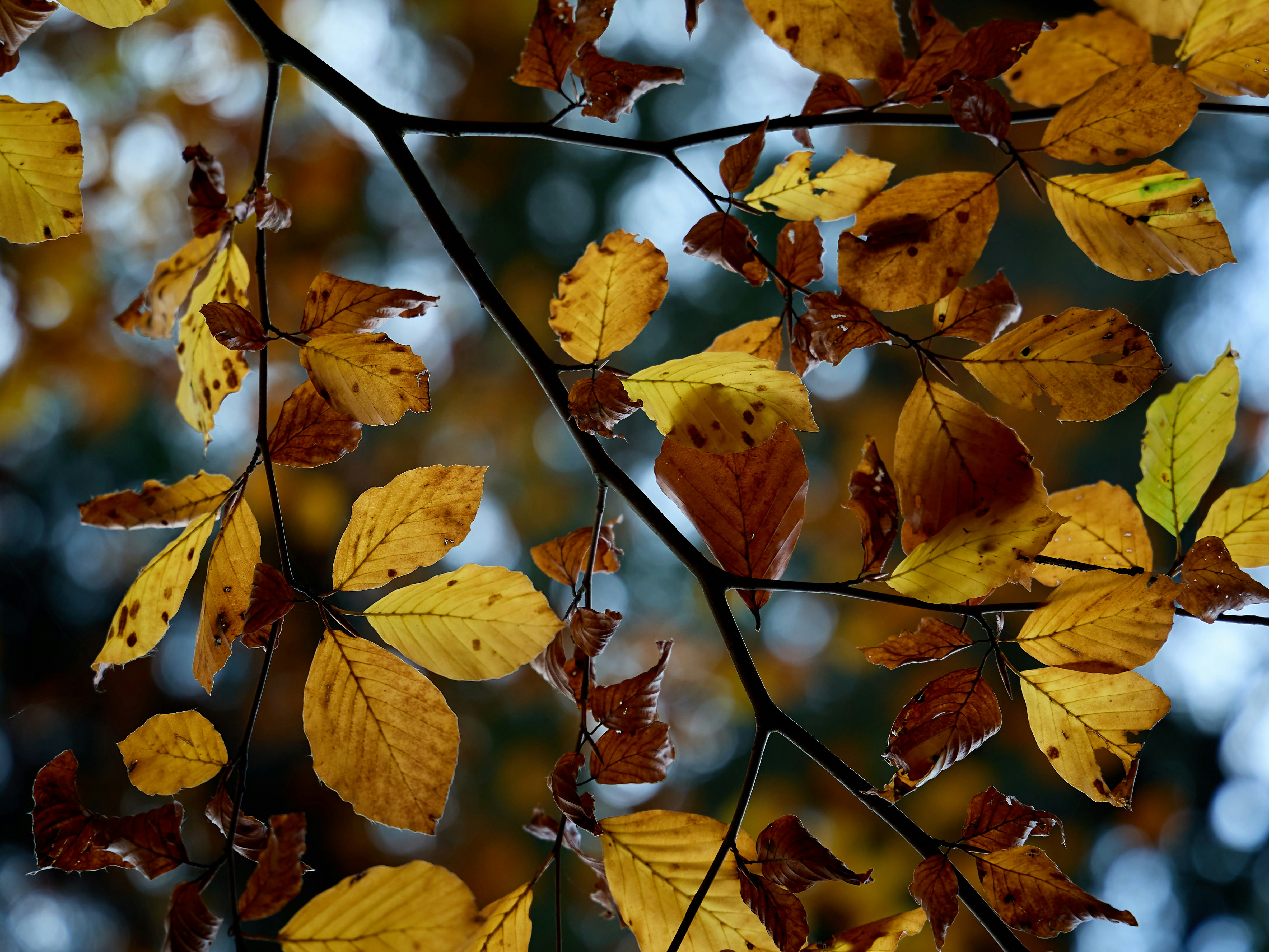 Autumn Ember: A Network of Golden Leaves