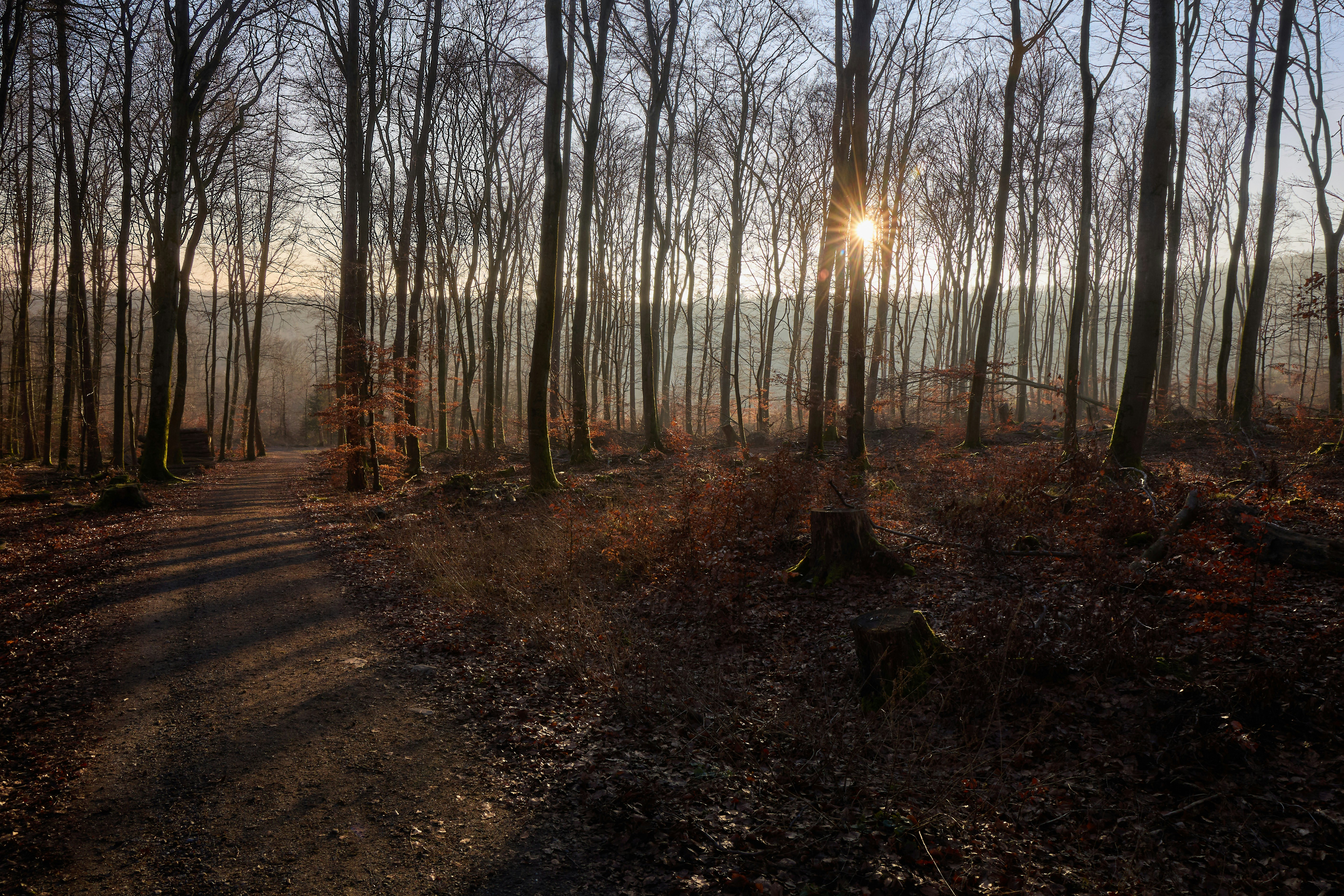 Sunlit Path Through Quiet Woods at Dusk
