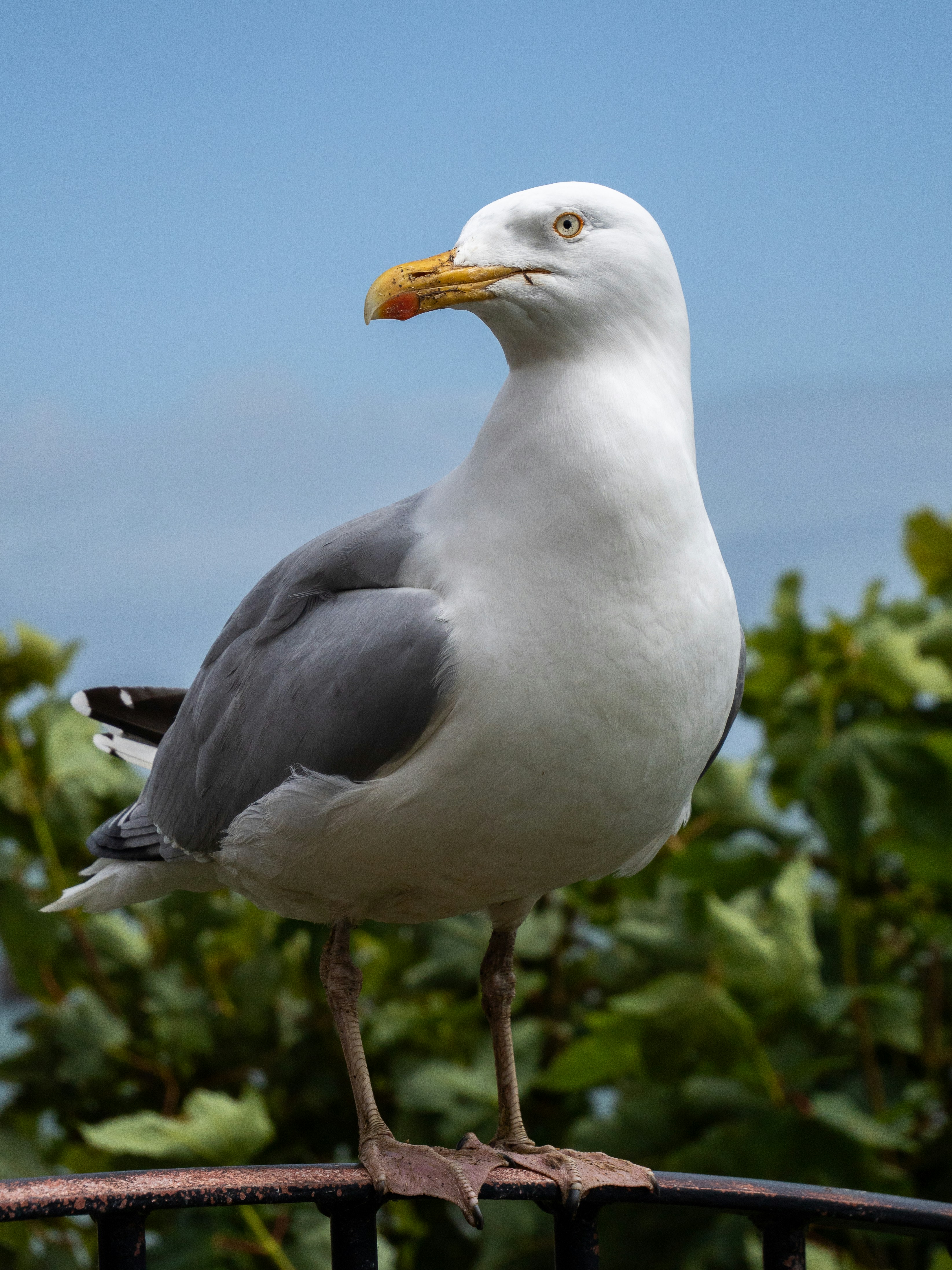 Portrait of a Seagull: Perched with a Pier and Blue Sky