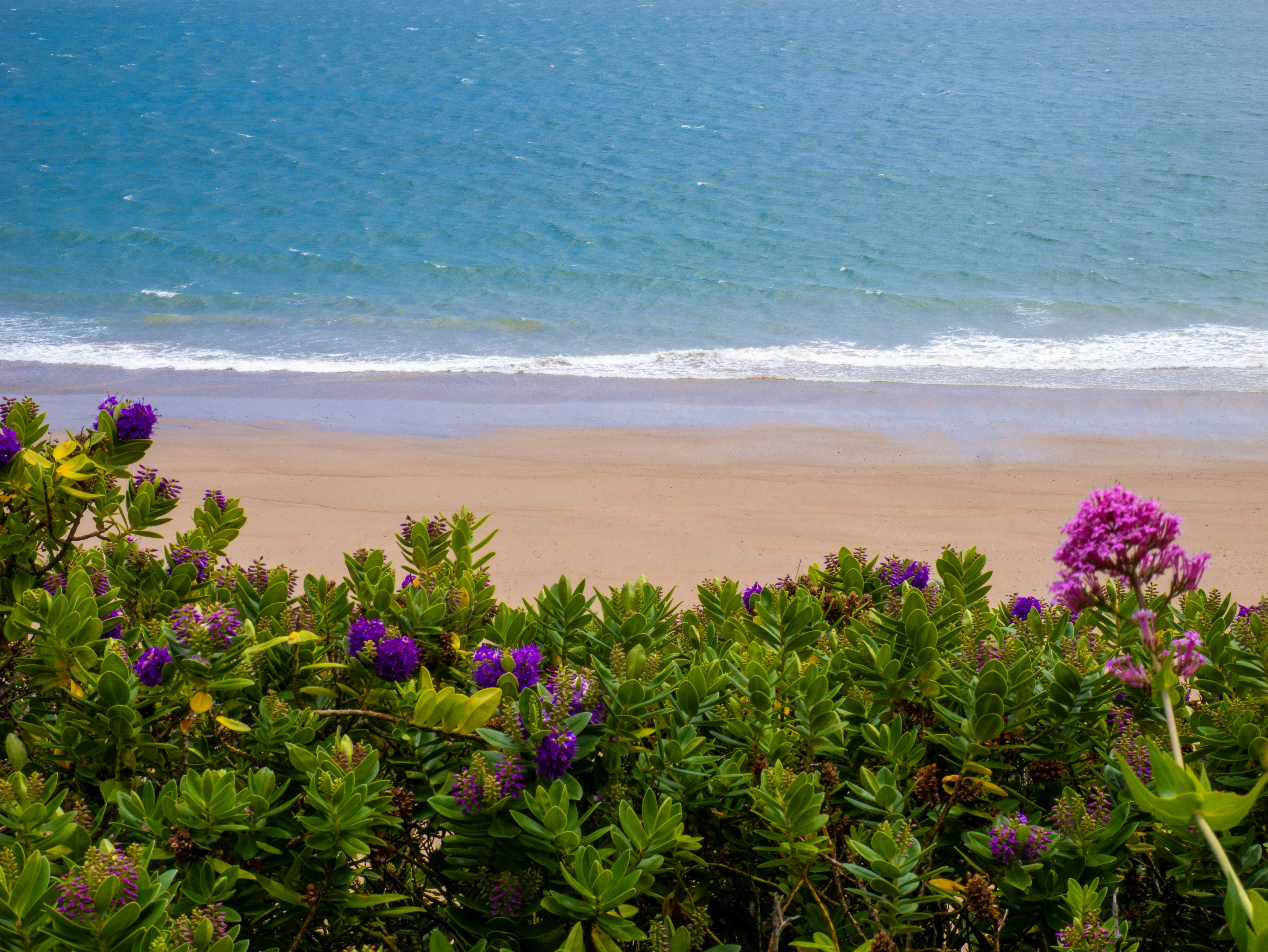 Bright coastal scene with purple flowering shrubs in the foreground, a sandy beach and blue ocean along the horizon. No people or objects besides the natural plant life and seascape.