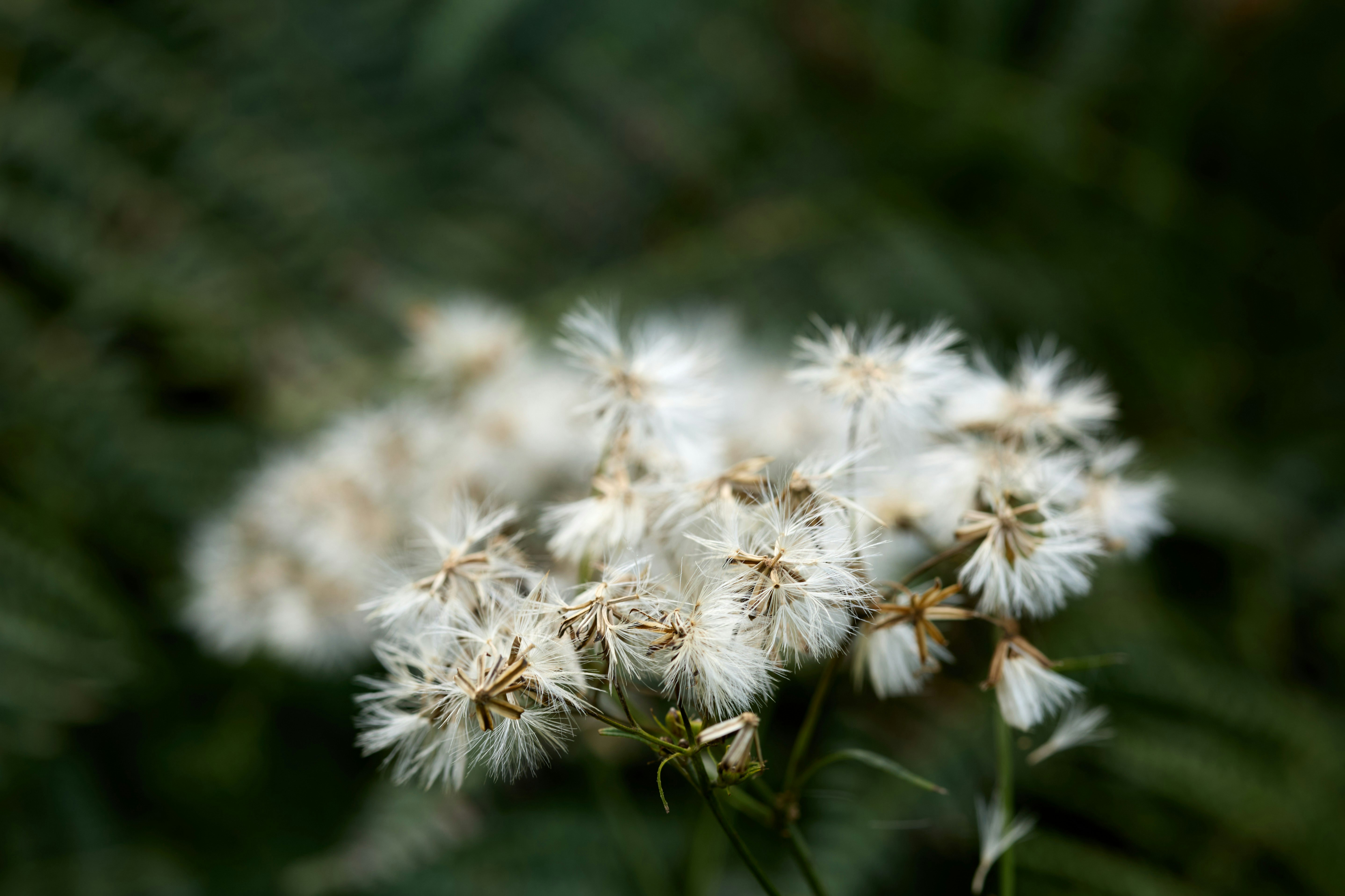 Soft Dandelion Parachutes in Evening Light