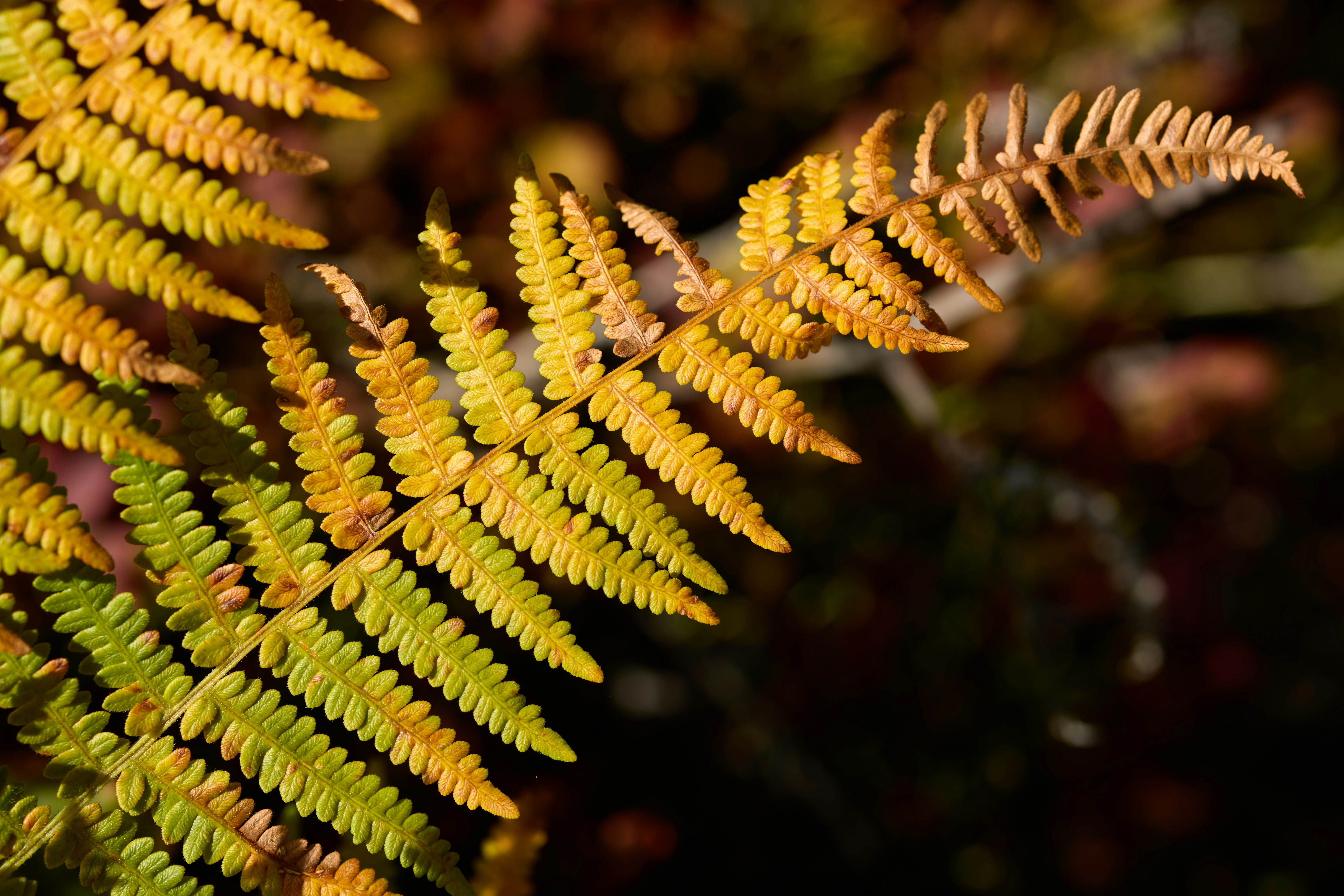 Autumn Fern Fronds: A Quiet Lilt of Color and Texture