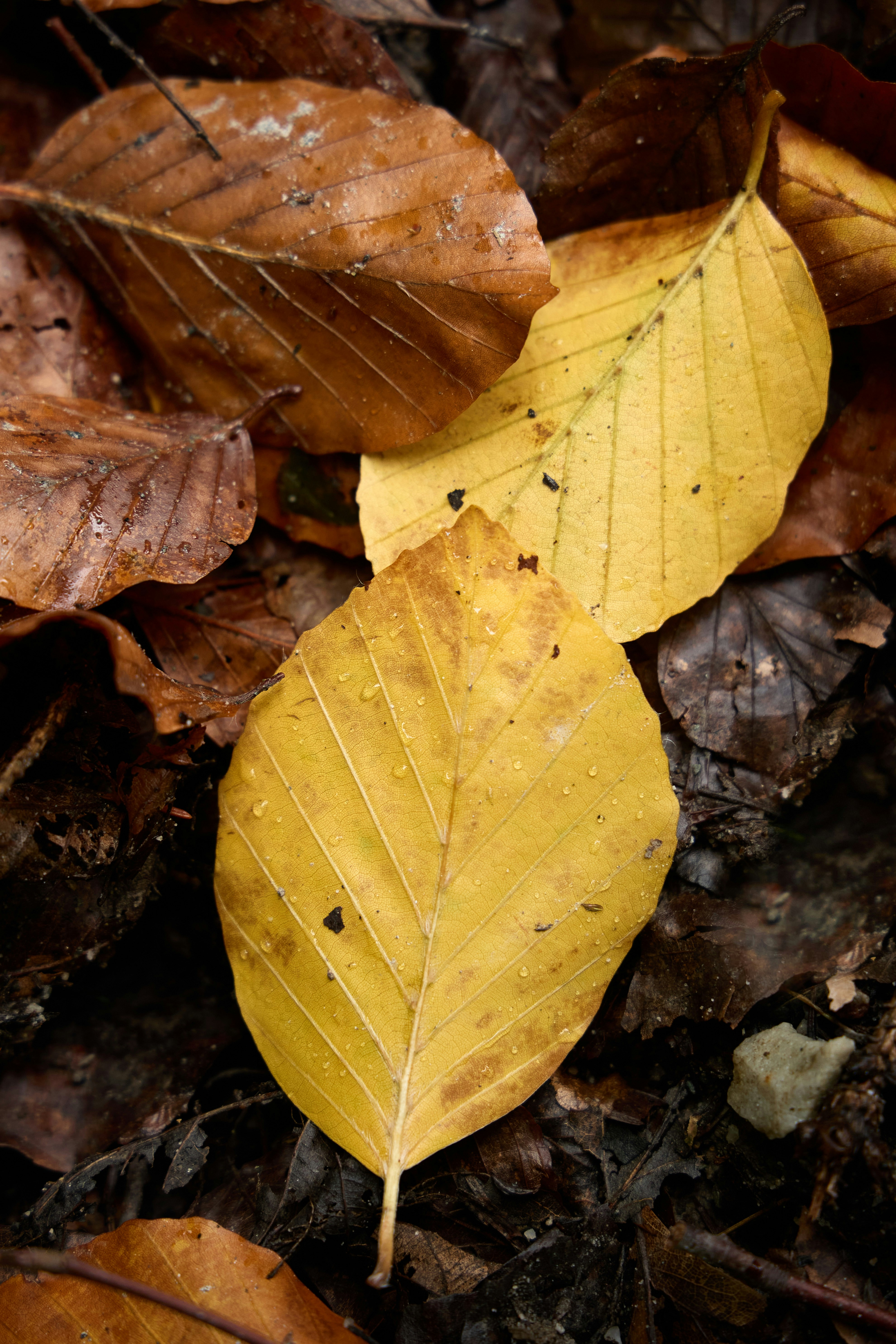 Autumn Leaf Portrait: Golden Veins on a Forest Floor