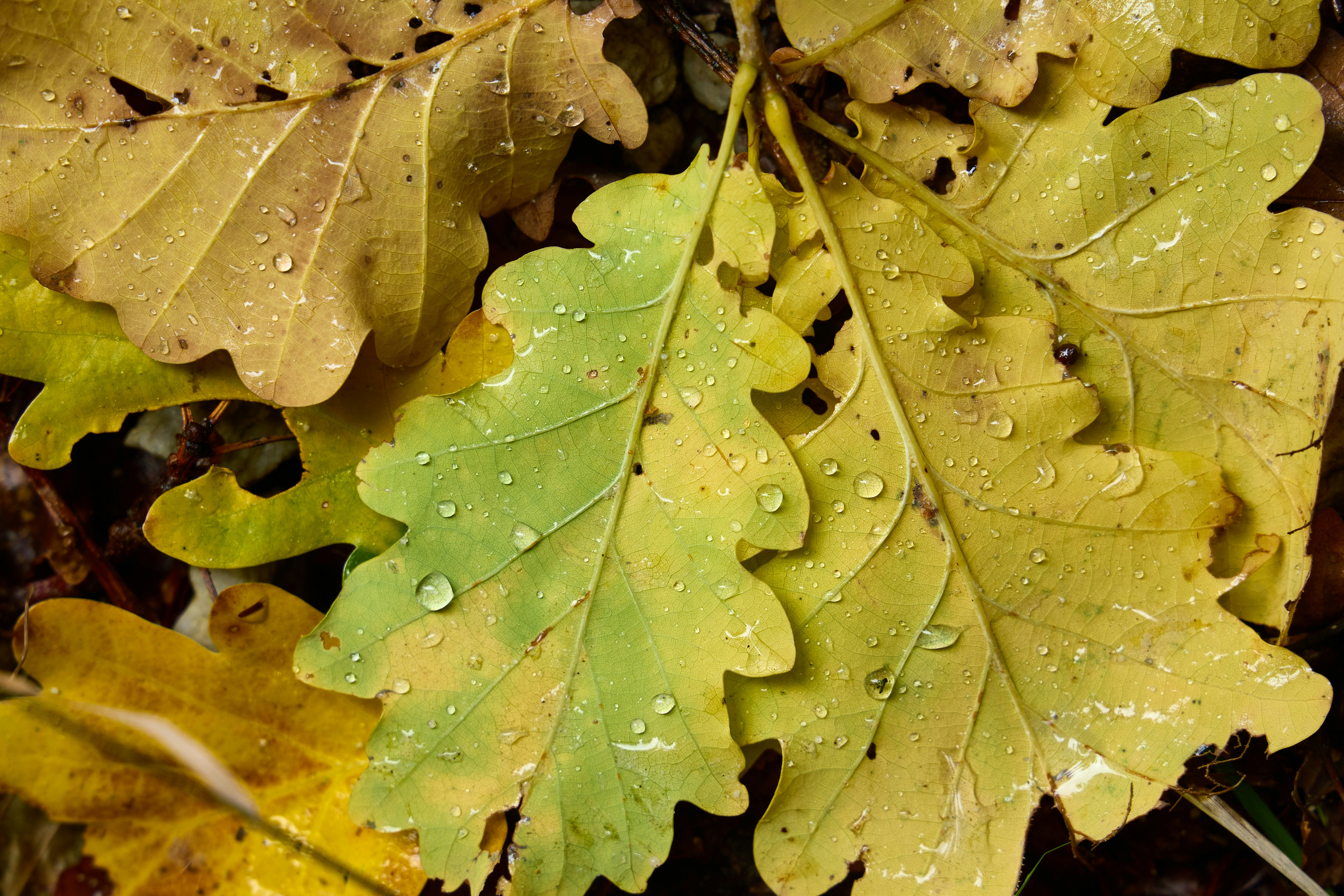 Autumn Pearl: Dew-Kissed Oak Leaves in Morning Light