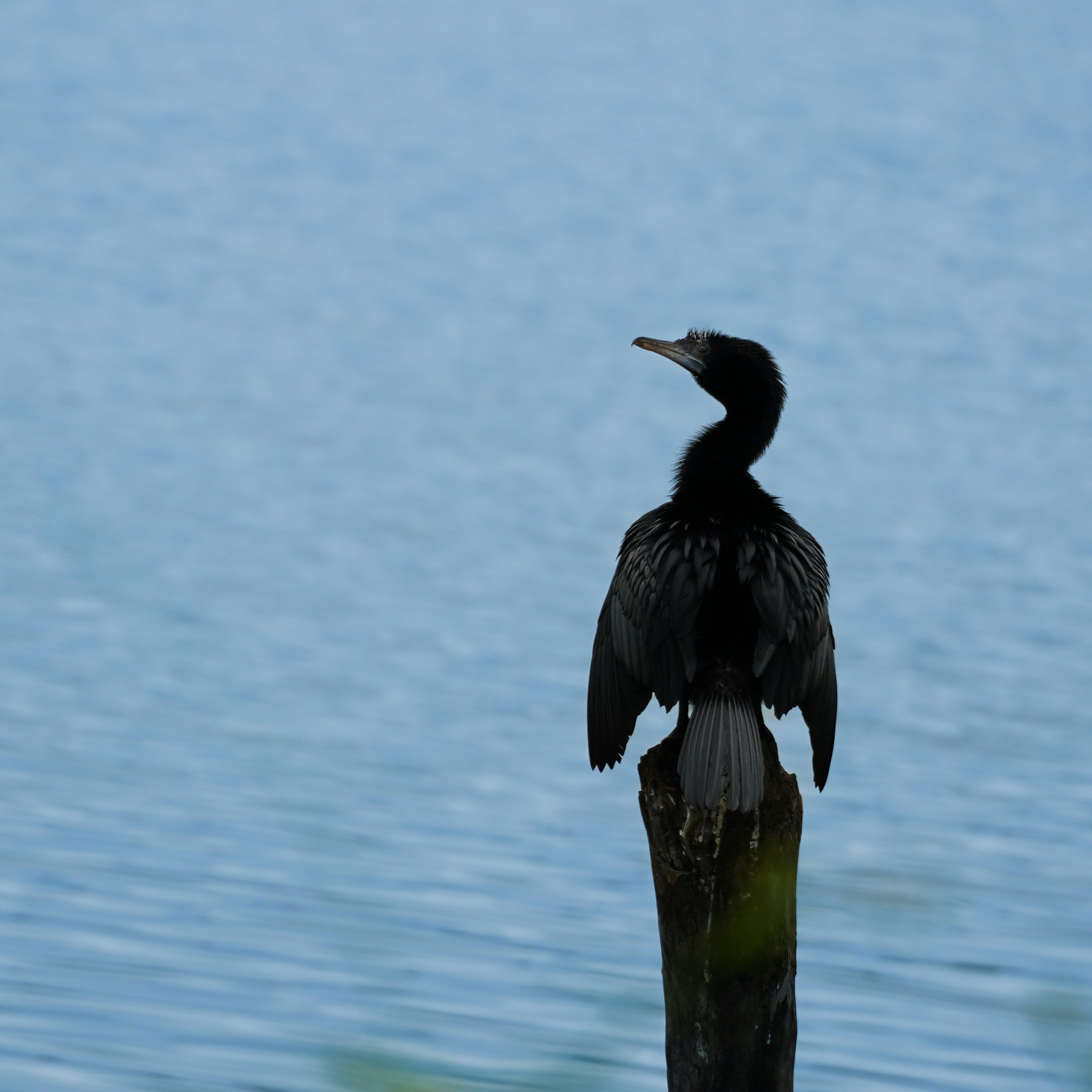Perched Sentinel: A Black Cormorant Amid Quiet Blues