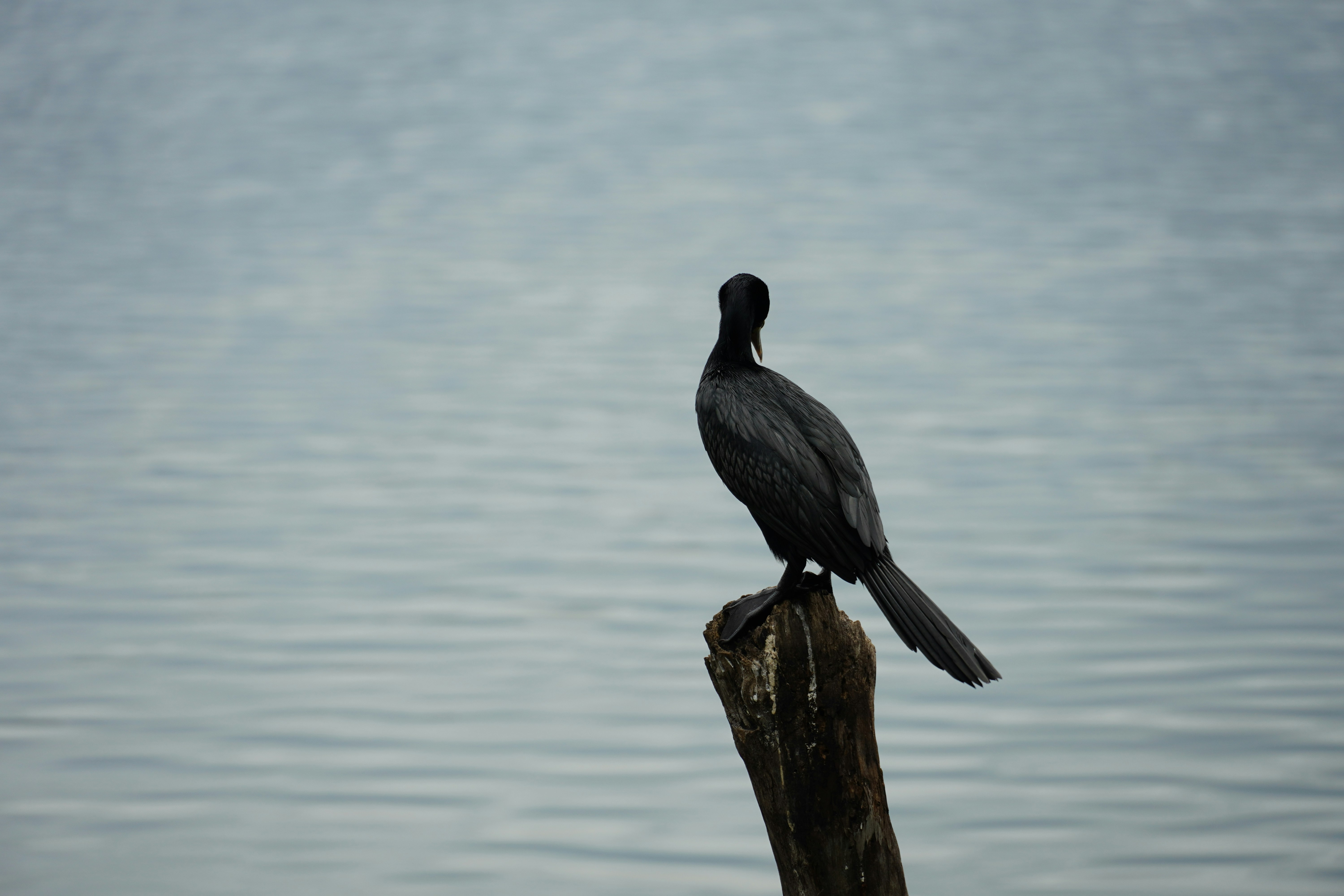 Perched on a Weathered Post: A Cormorant Silhouette Against Calm Blue Waters