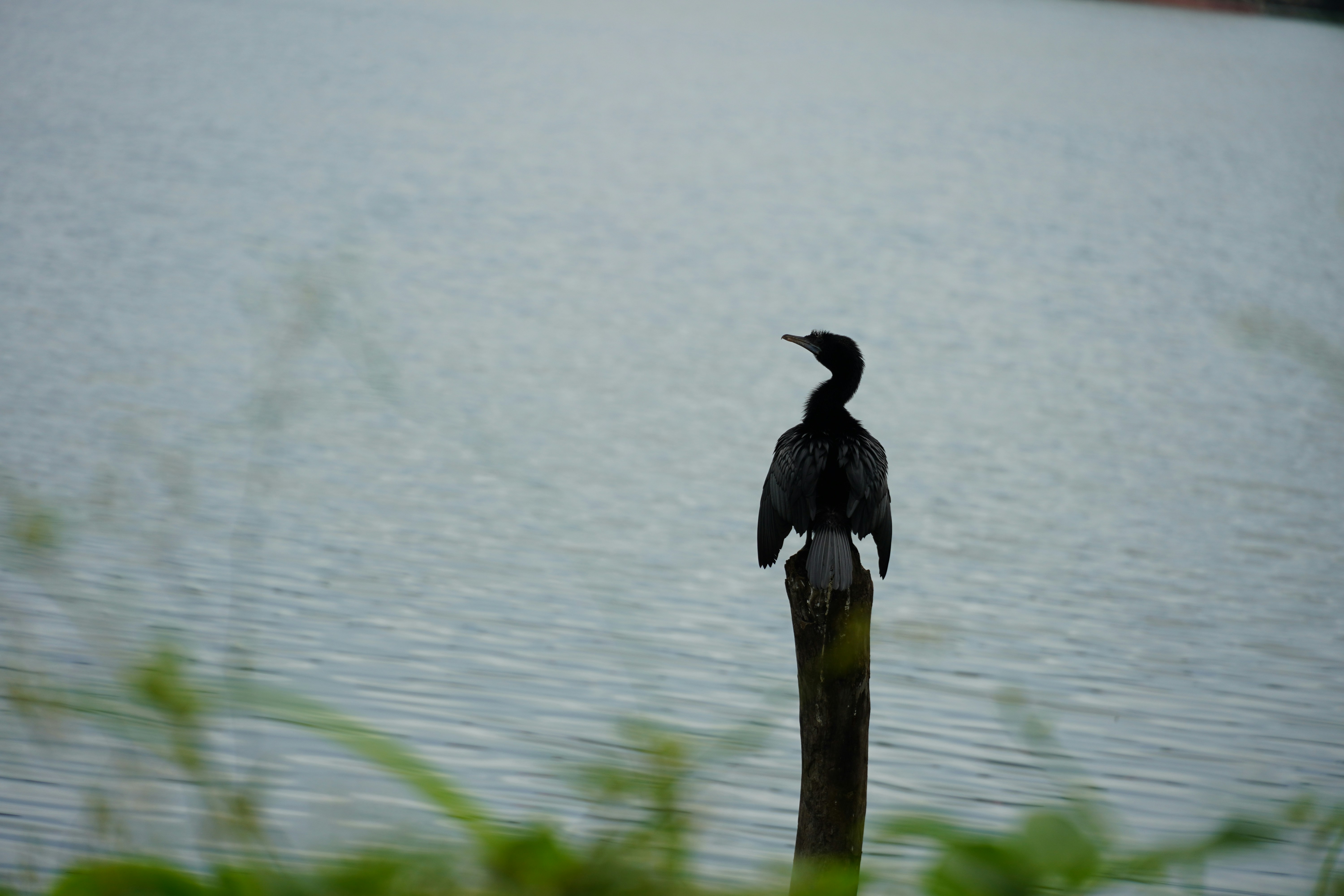 Watchful Cormorant at the Still Edge
